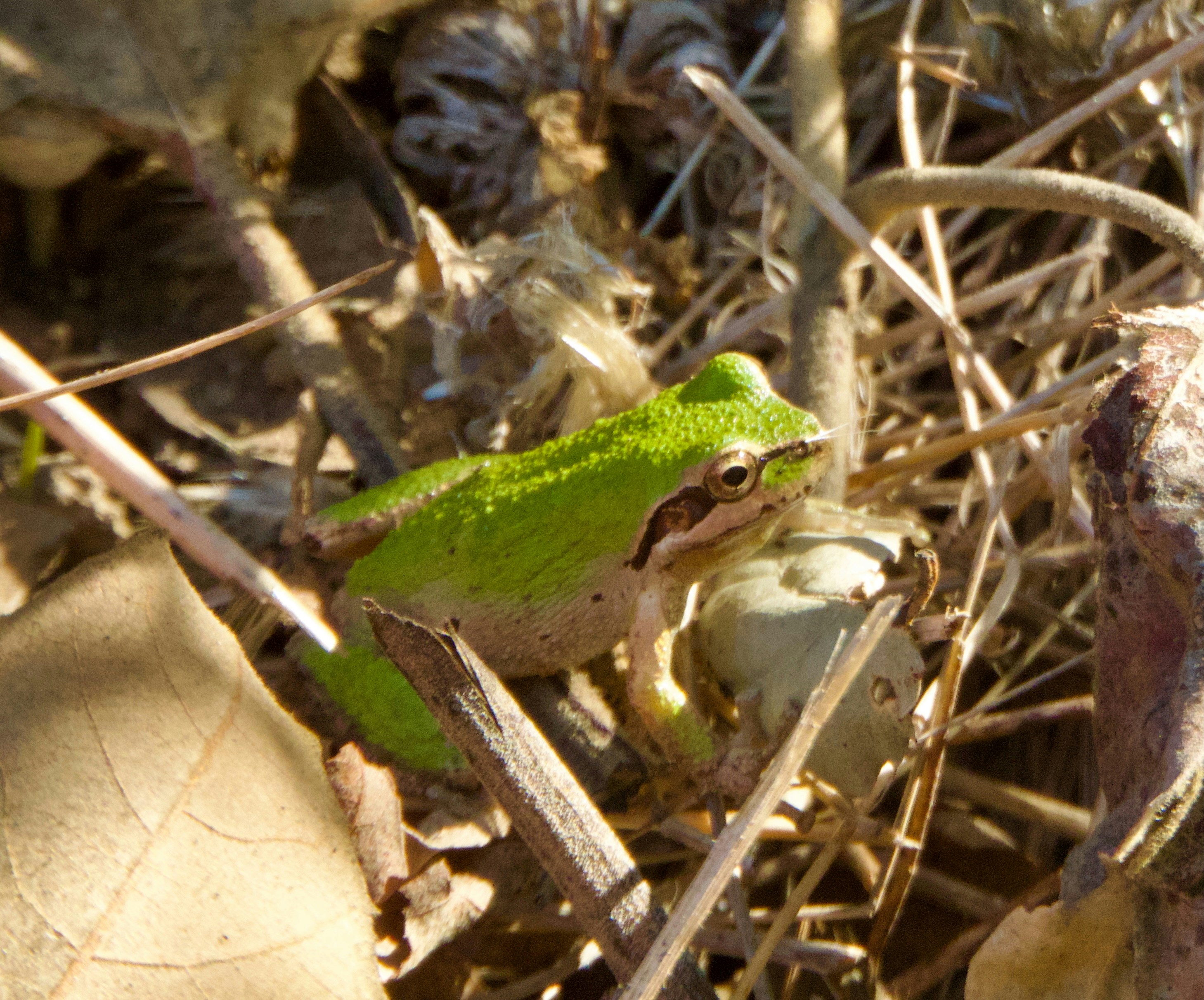 Green Pacific tree frog on leaf litter