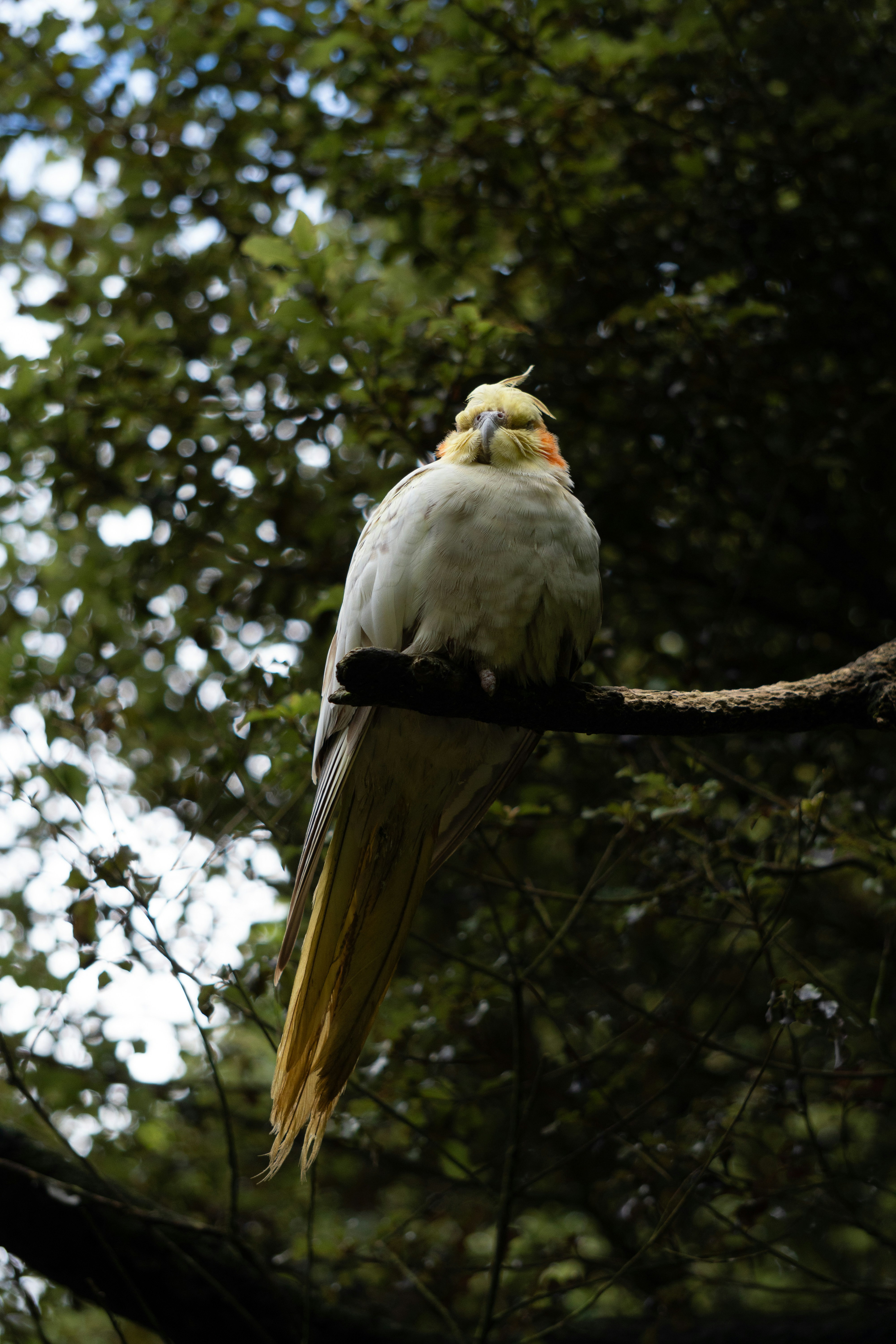 White Cockatiel on a Shadowed Branch: Quiet Vigil in a Forest Canopy
