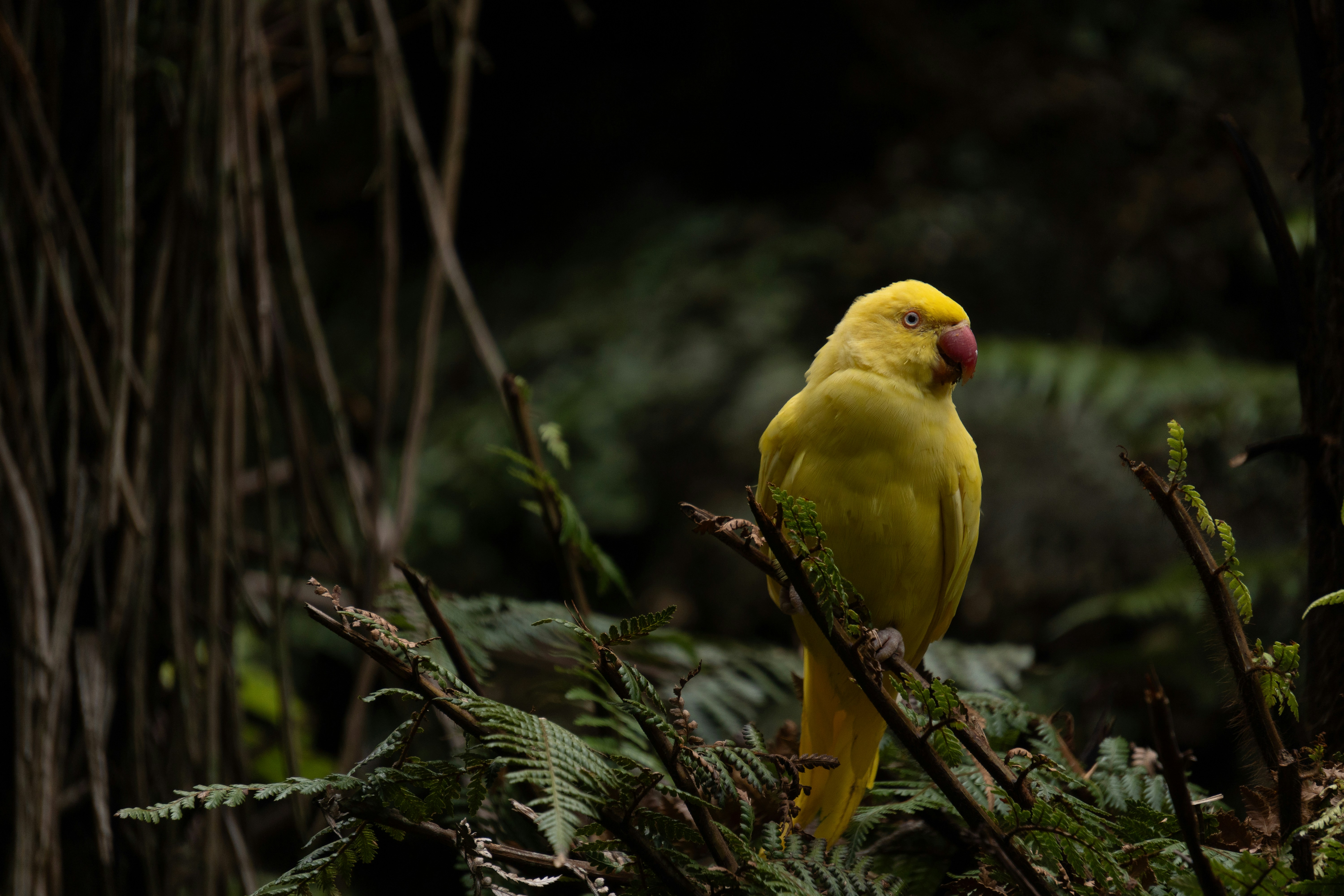A yellow bird sitting on top of a tree branch
