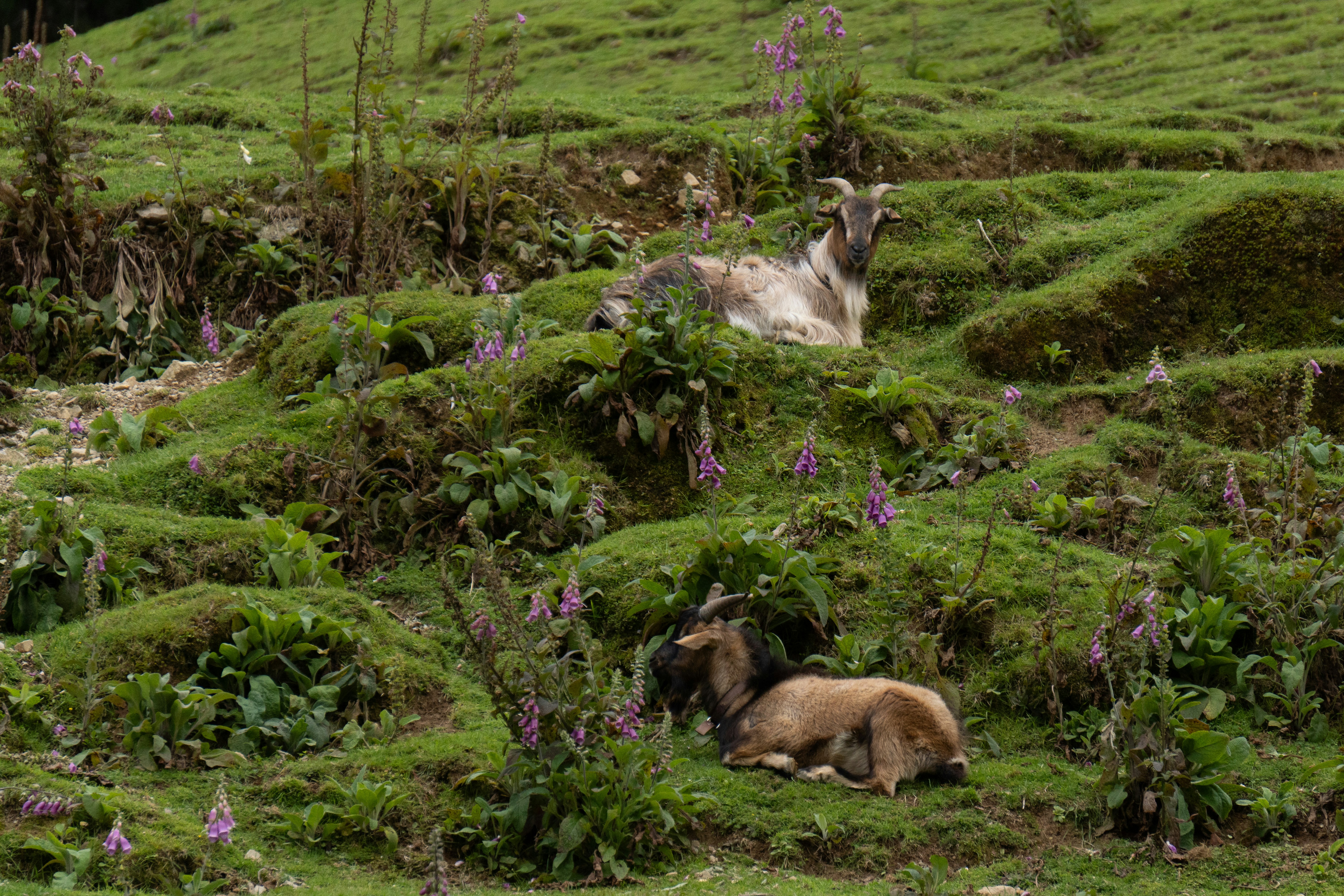 Two goats resting on a lush, mossy hillside dotted with purple wildflowers.