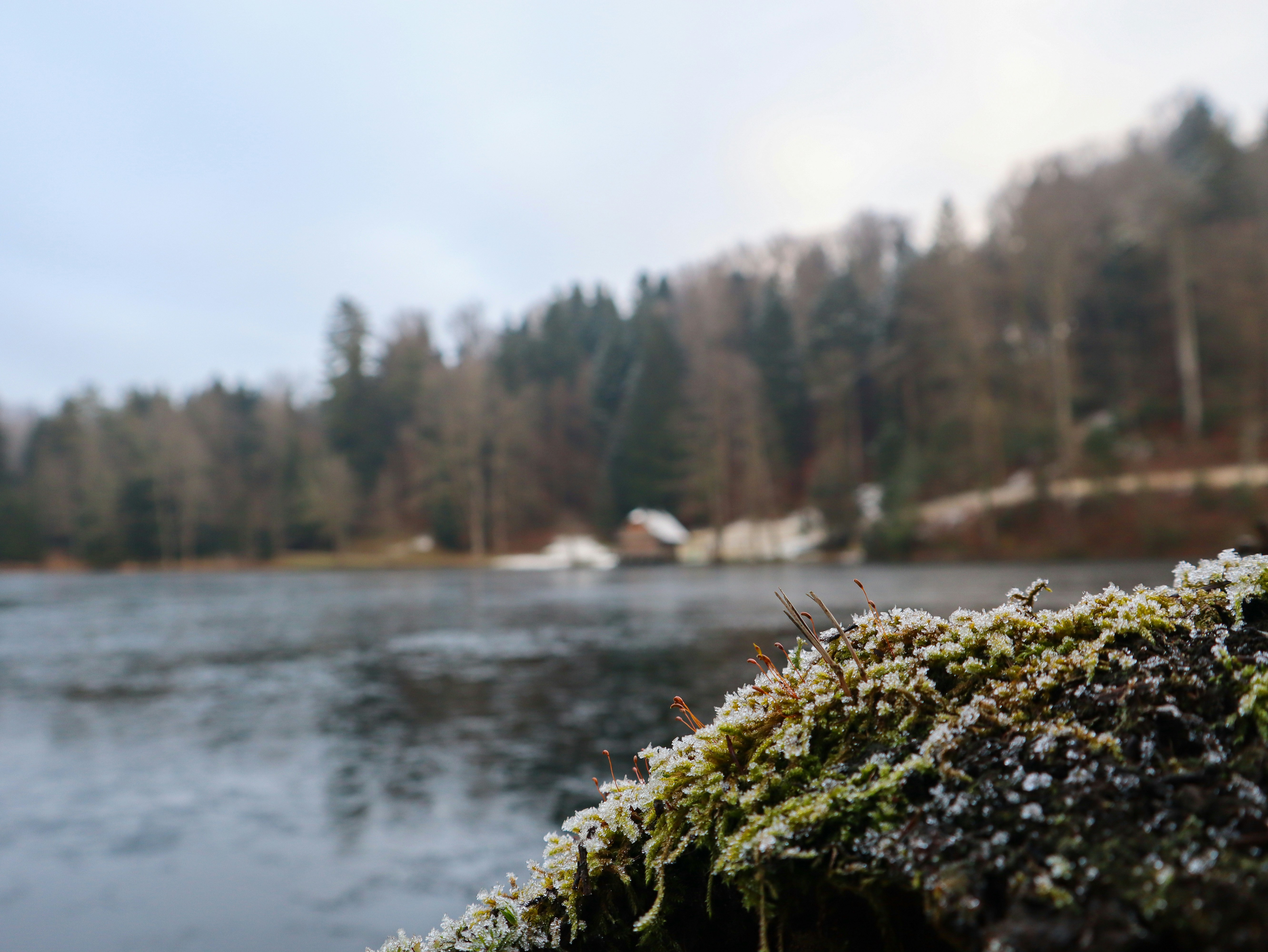 Mossy shoreline at water’s edge under a winter calm