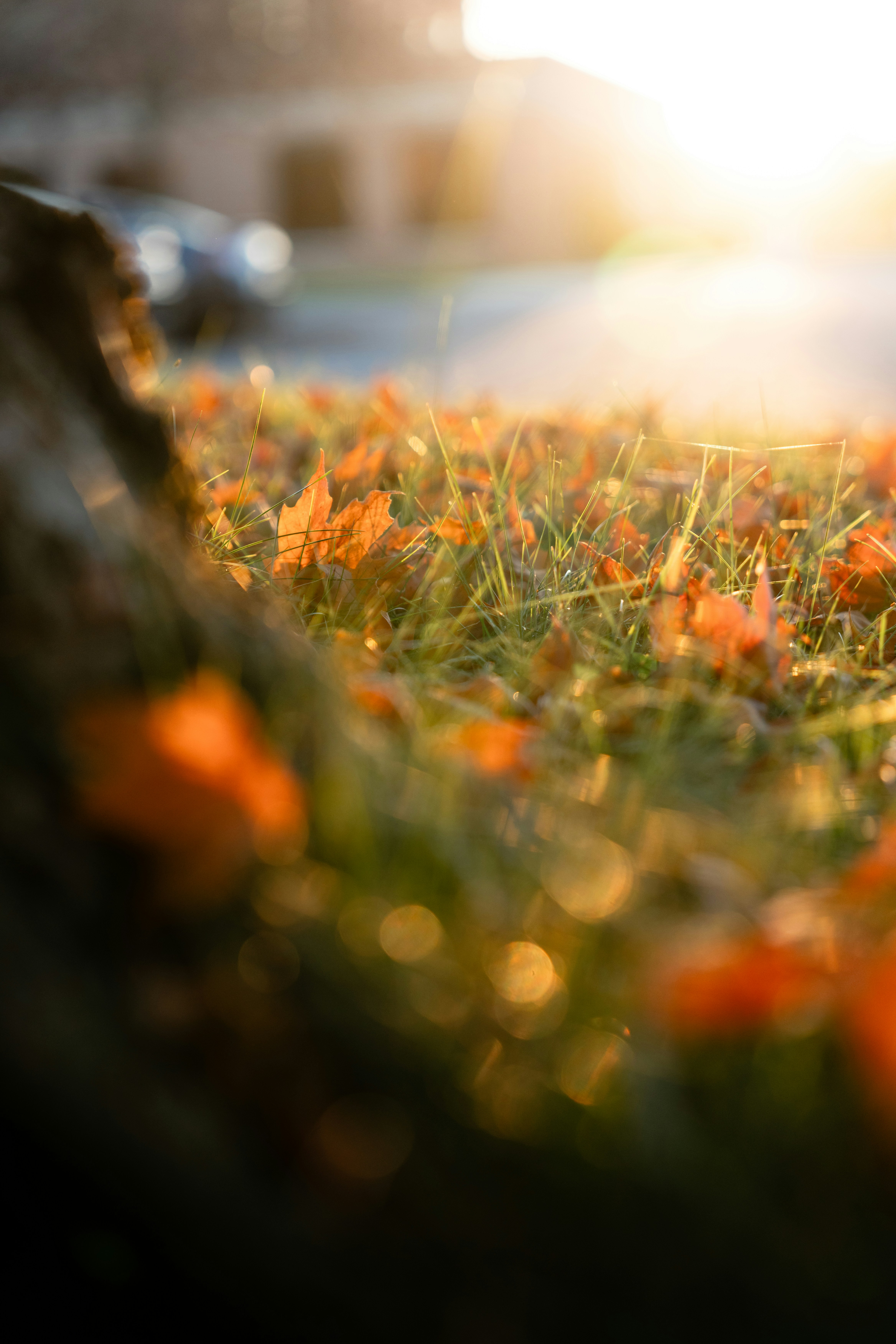Golden Field of Leaves at Sunset