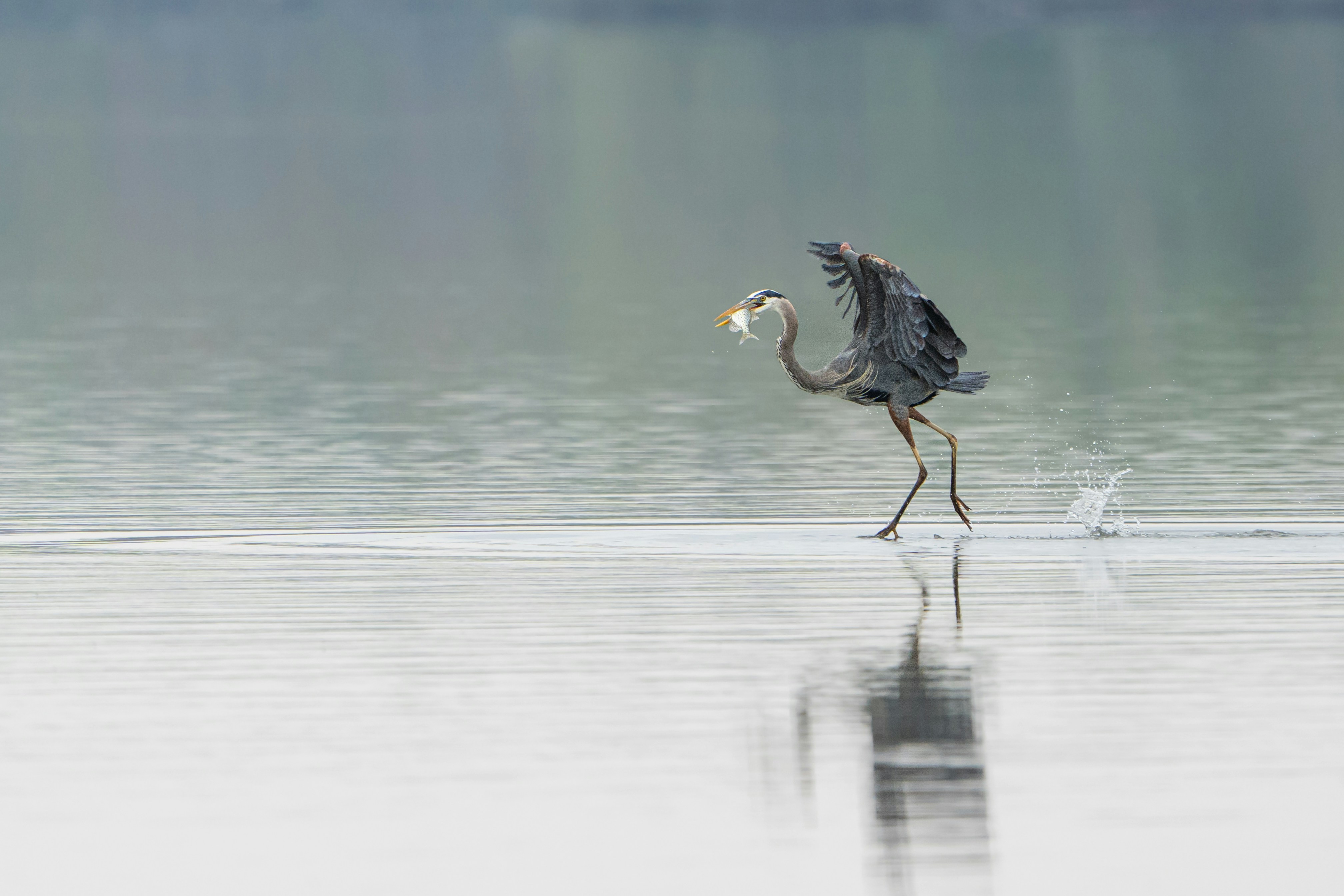 A bird with a fish in it's mouth walking across a lake photo – Free ...