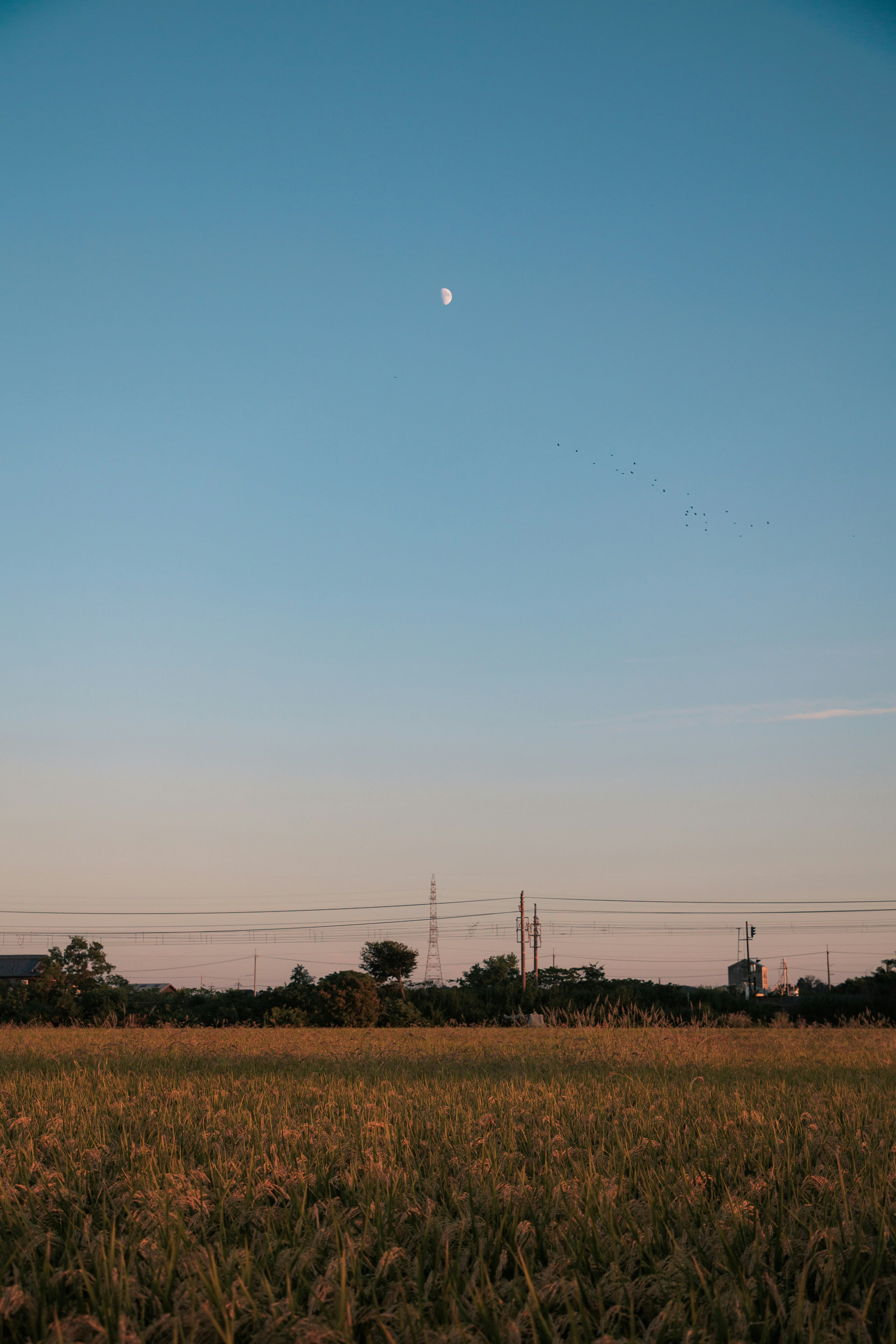 Crescent Moon Over a Quiet Rural Field at Dusk
