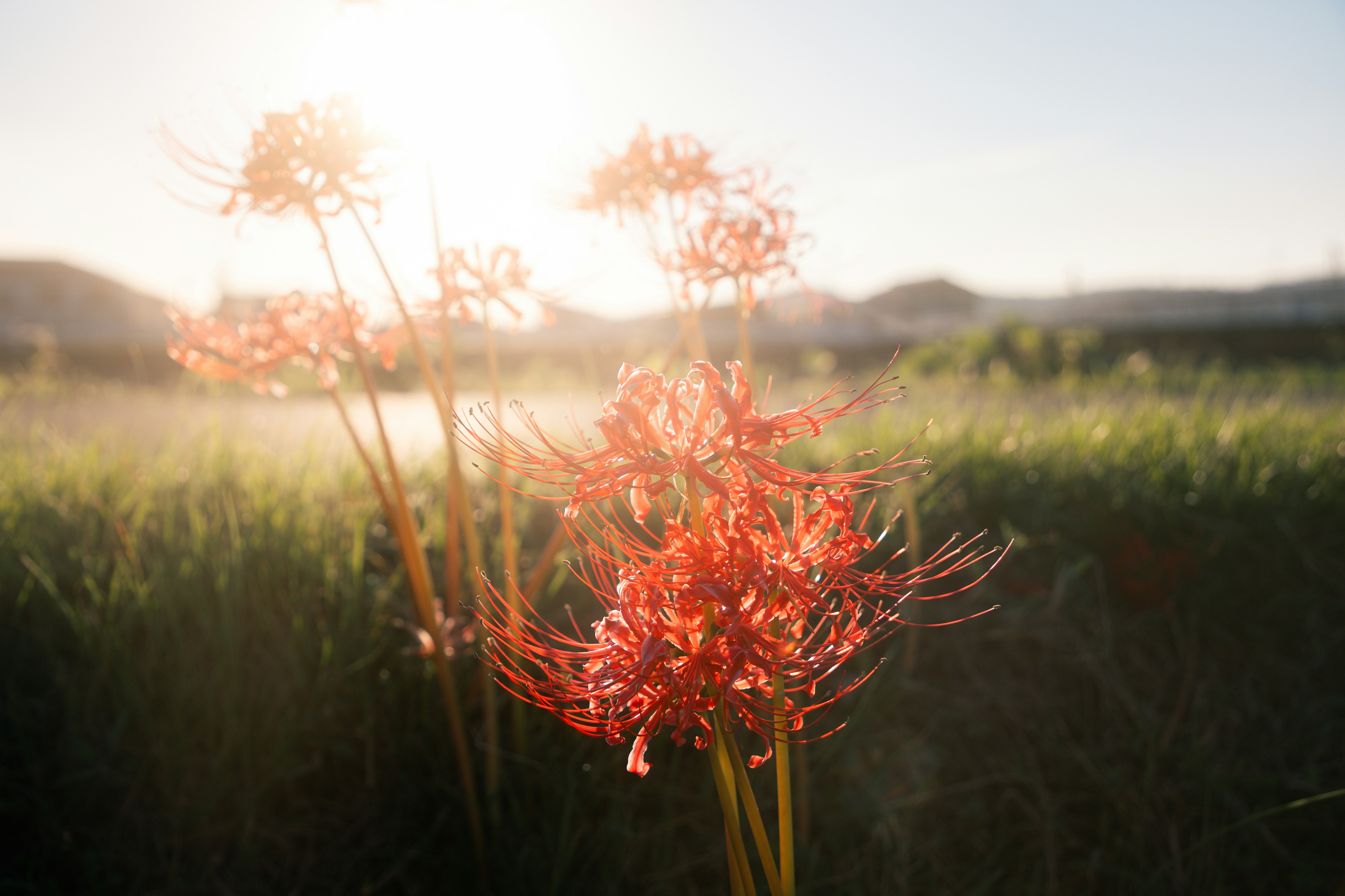 Crimson Spider Lily in Backlit Glow at Sunset over a Quiet Field