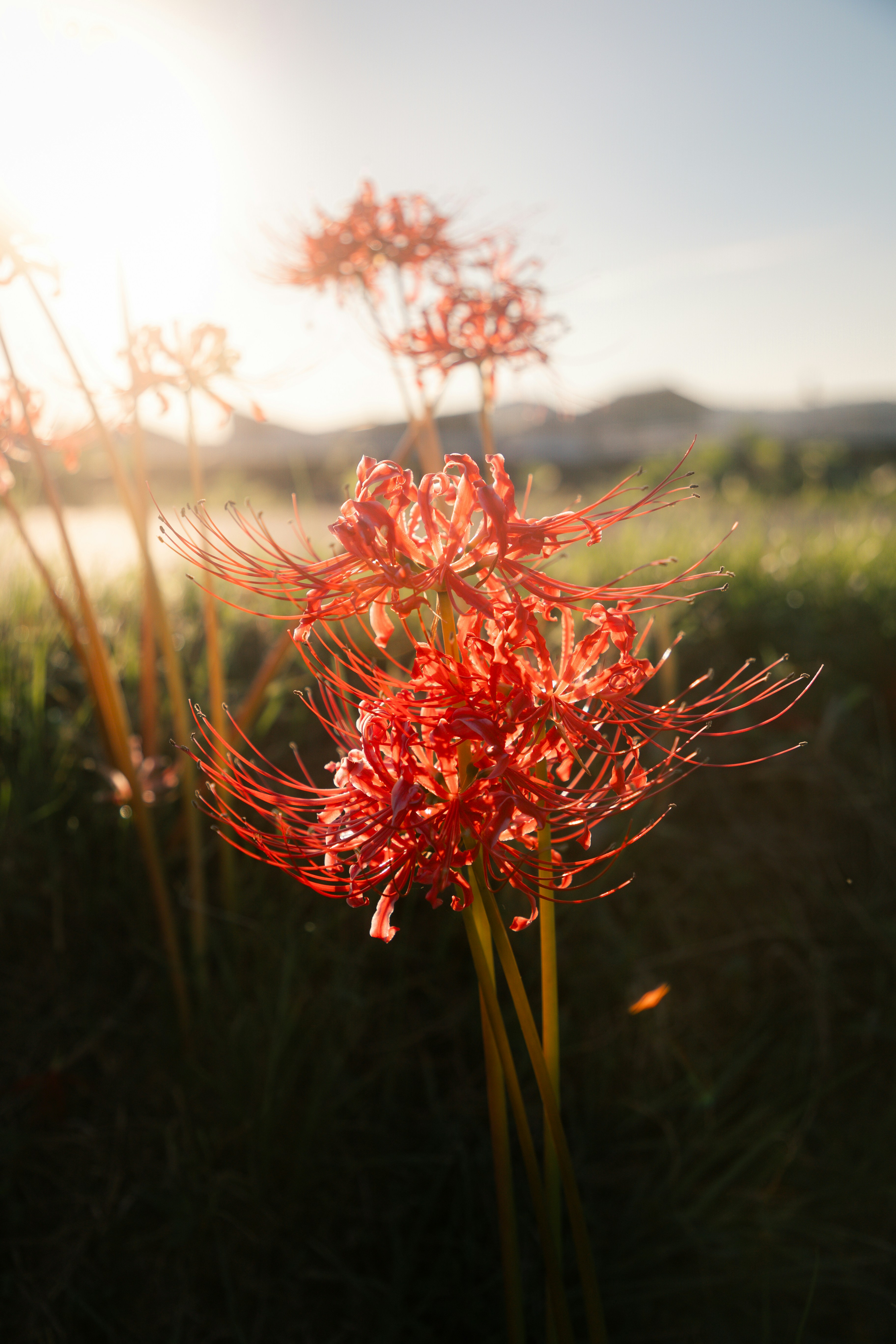 Flame of the Field: Backlit Spider Lily in Golden Hour