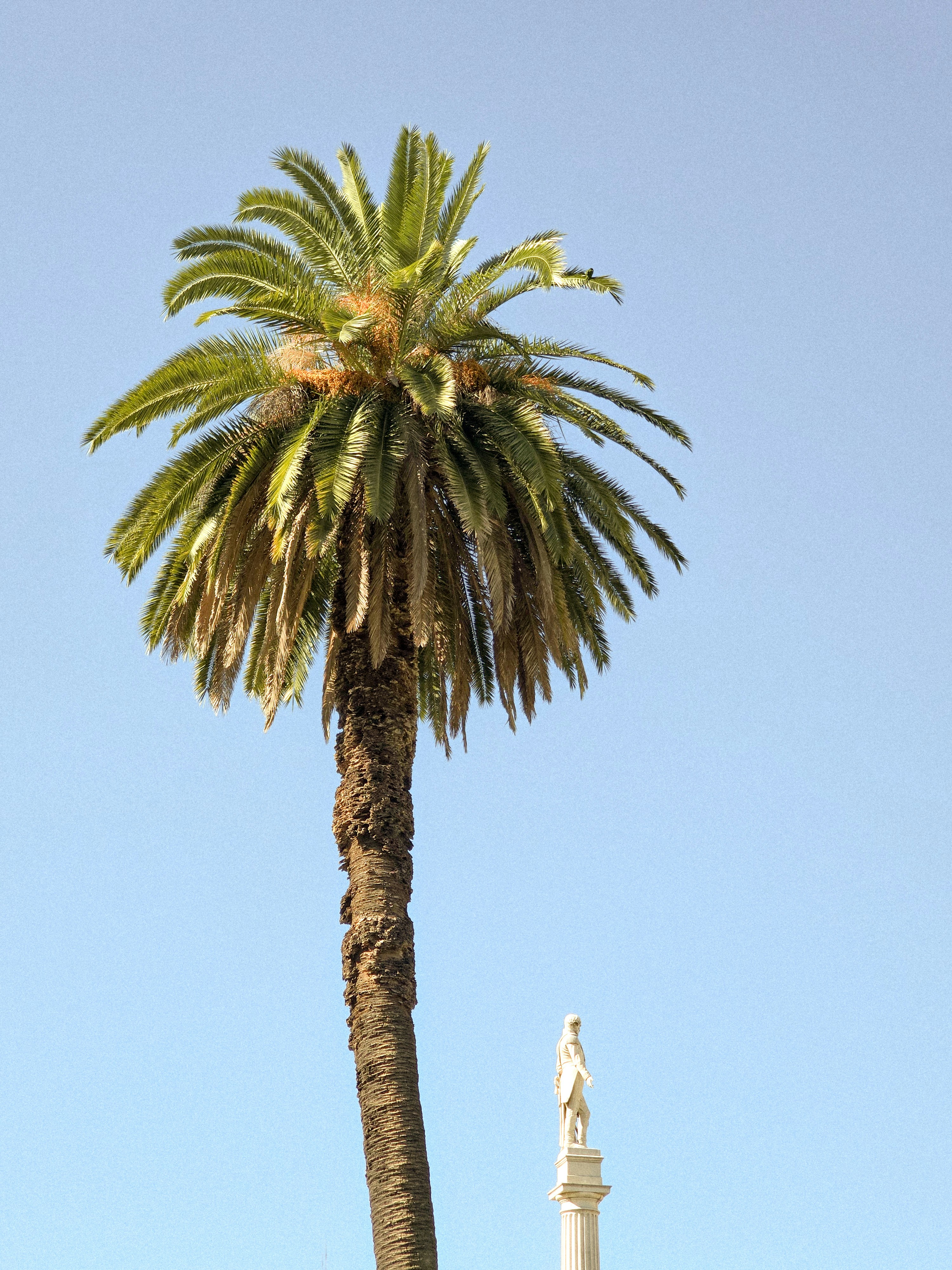 Crowned Sentinel: Palm Fronds Framing a Quiet Monument