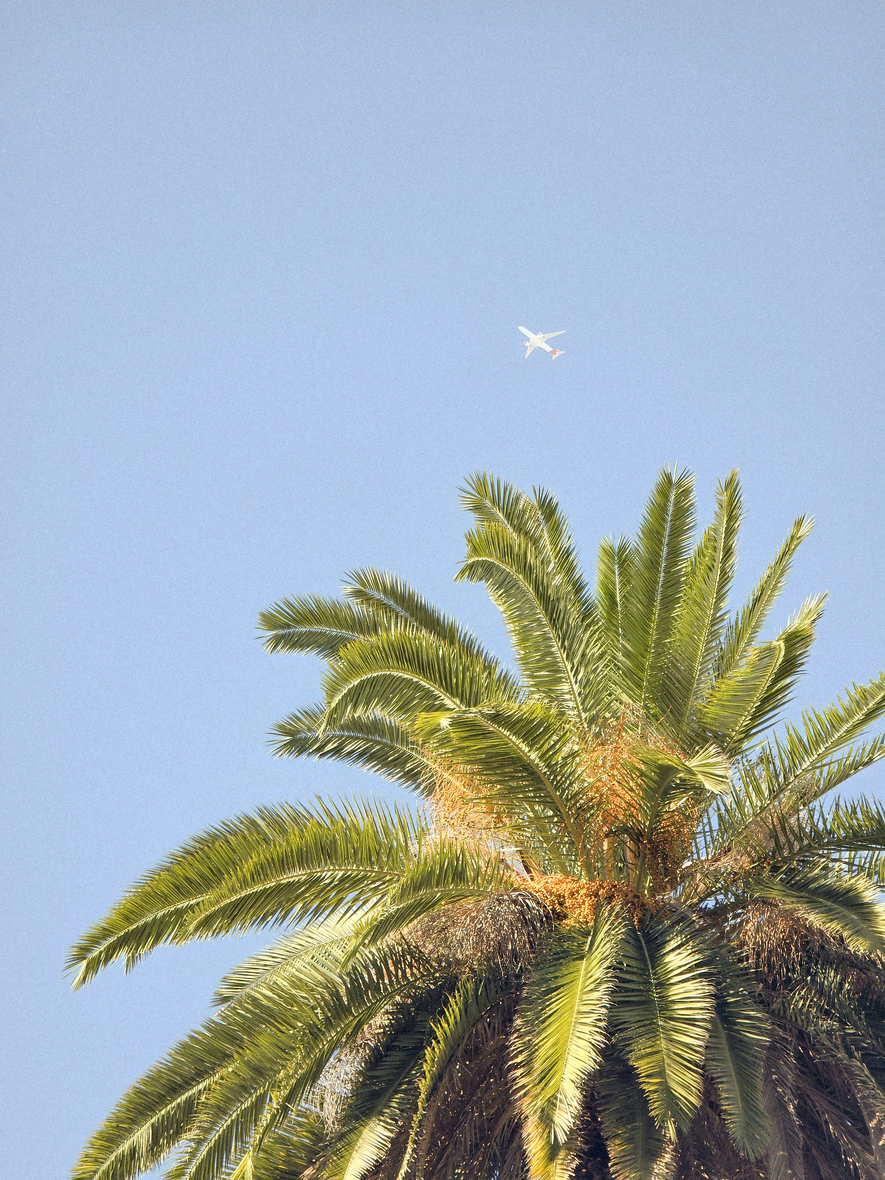 A plane is flying over a palm tree