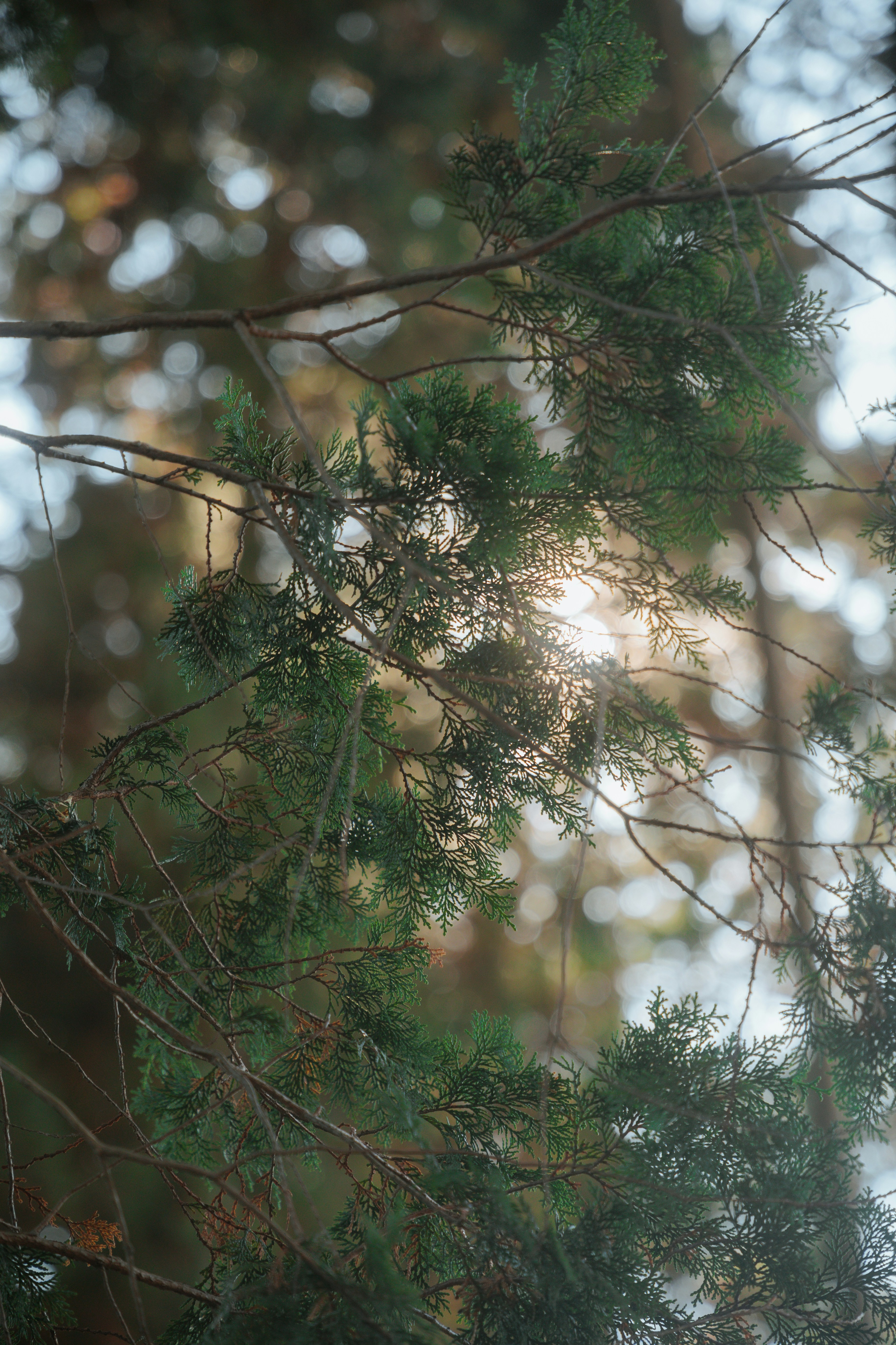 Sunlit Conifer Fronds in a Quiet Backlit Glade
