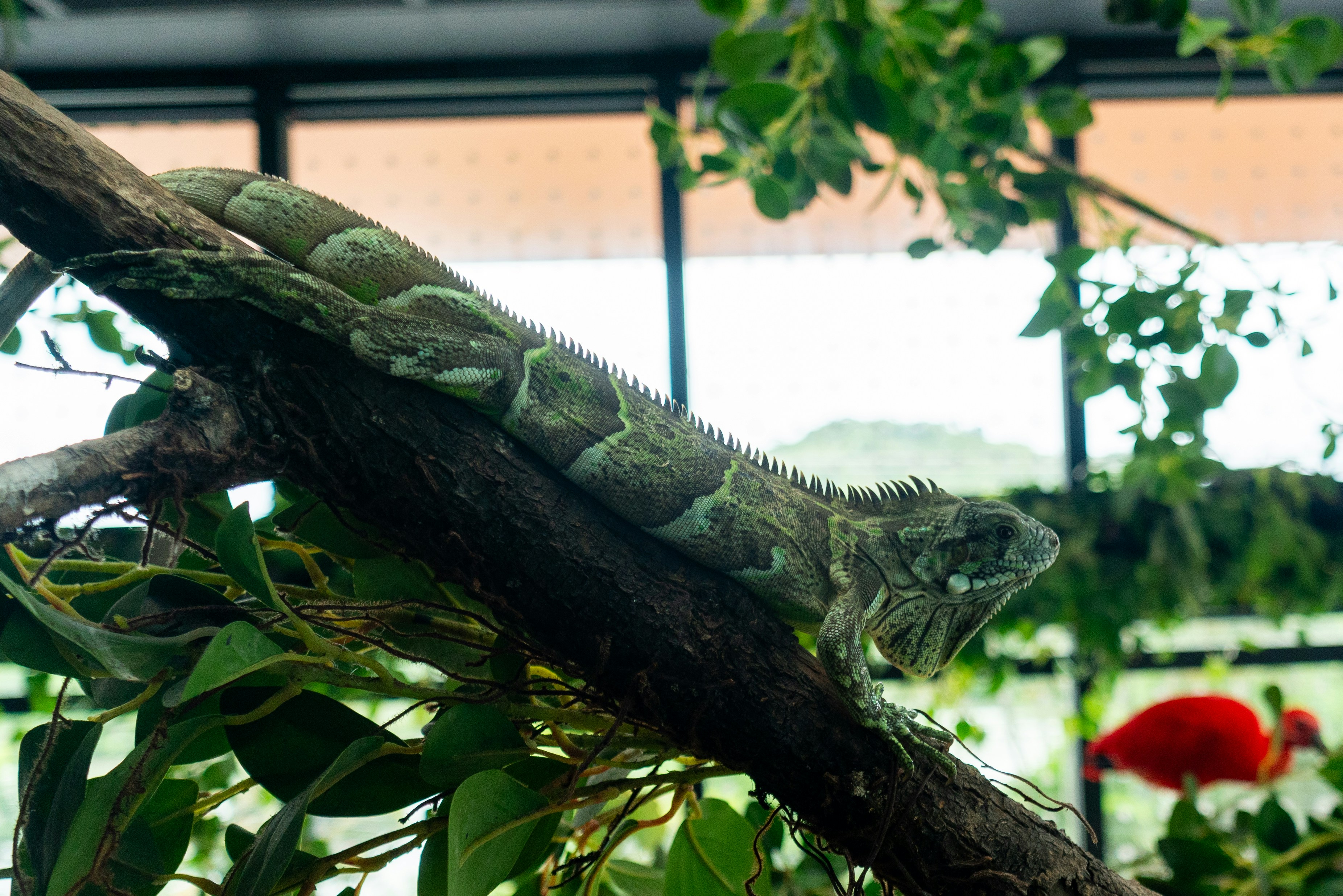 Perched in Green: A Green Iguana Commands a Mossy Branch Inside a Glass Conservatory