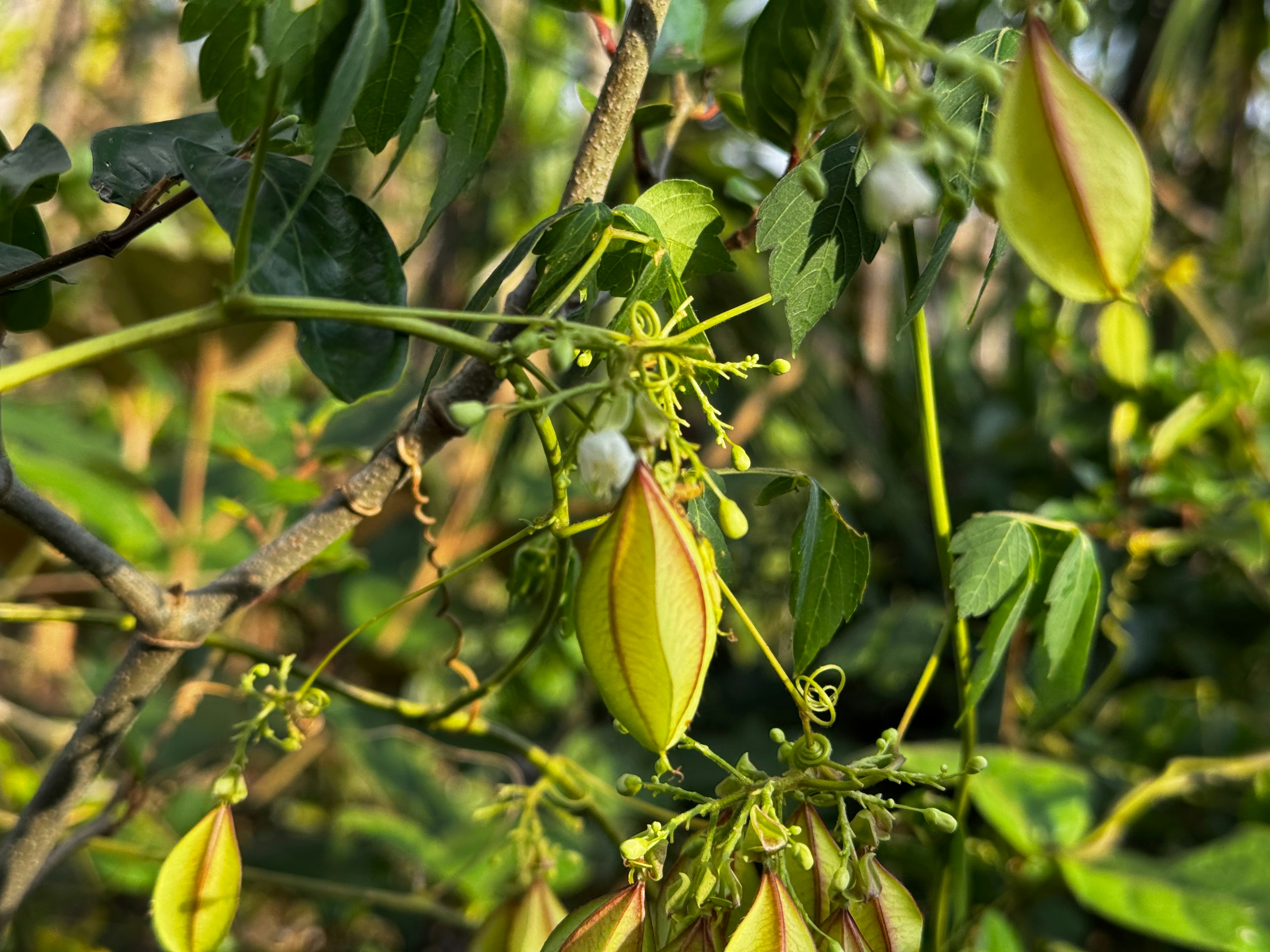 Gold-edged Seed Pod Amid a Web of Green Tendrils