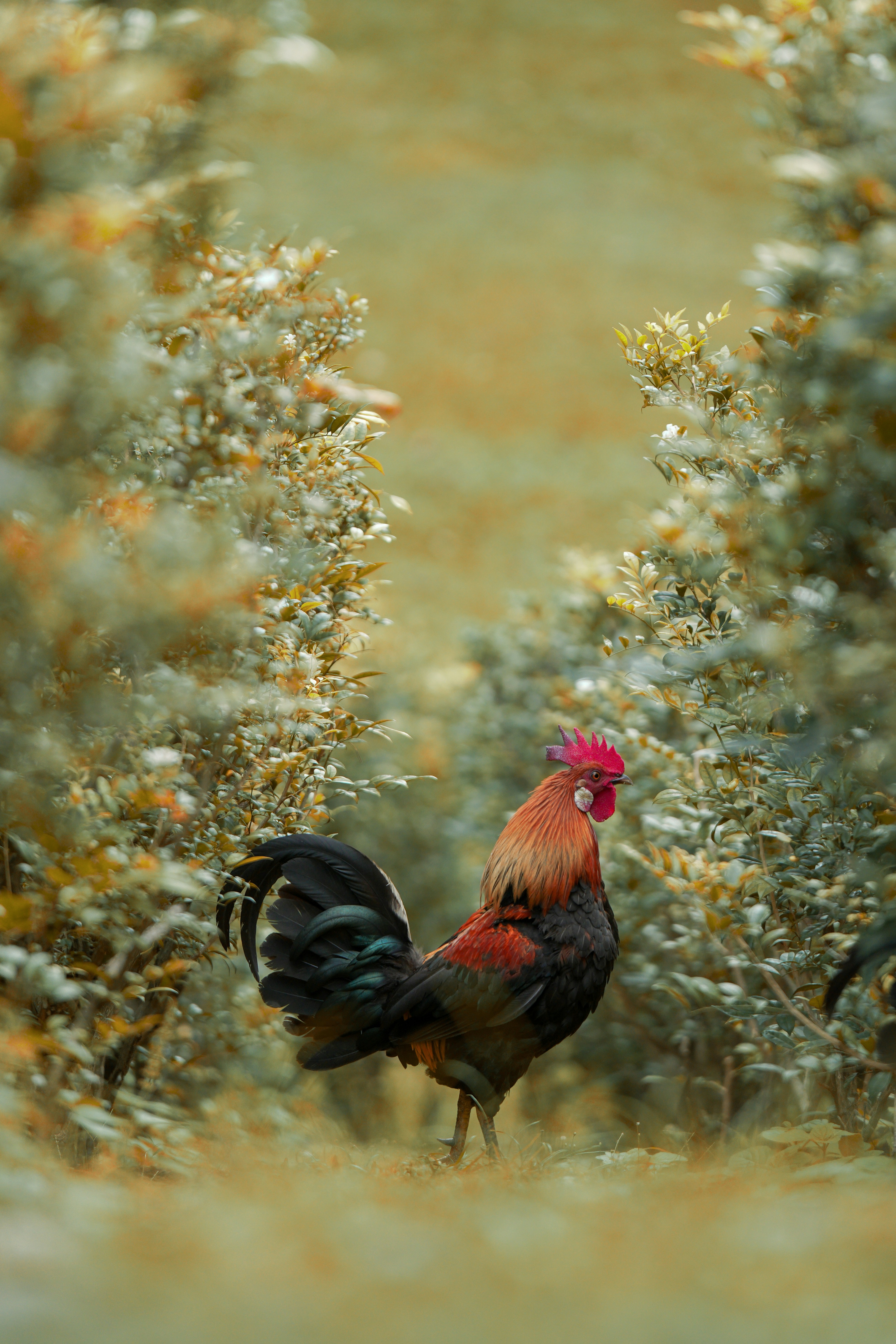 Photo by Happysurd Photography with Sony Alpha 7 IV