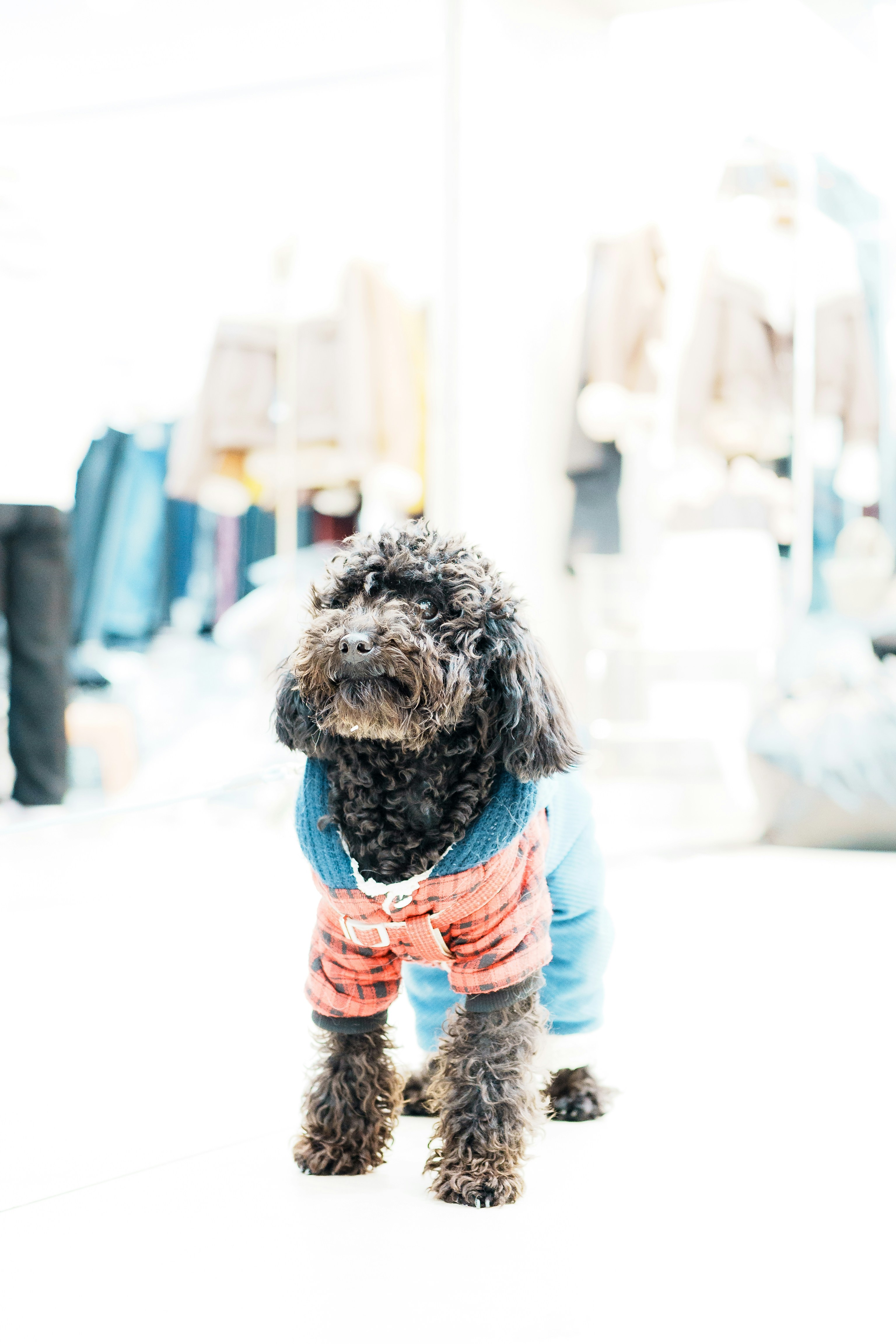 Cozy Pup in a Colorful Winter Knit Finds Its Spotlight