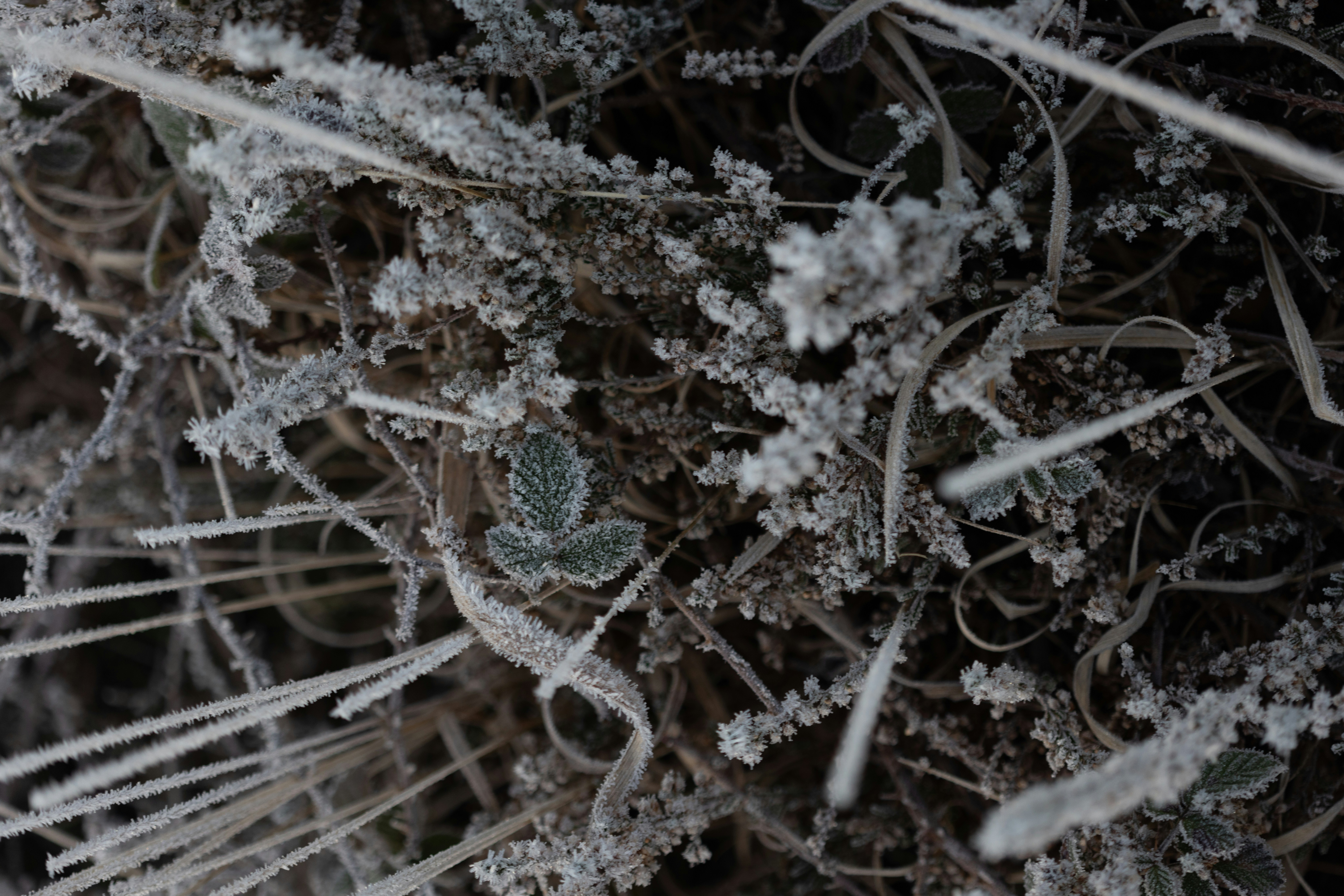 A bunch of sticks that are covered in snow photo – Free Frost Image on ...