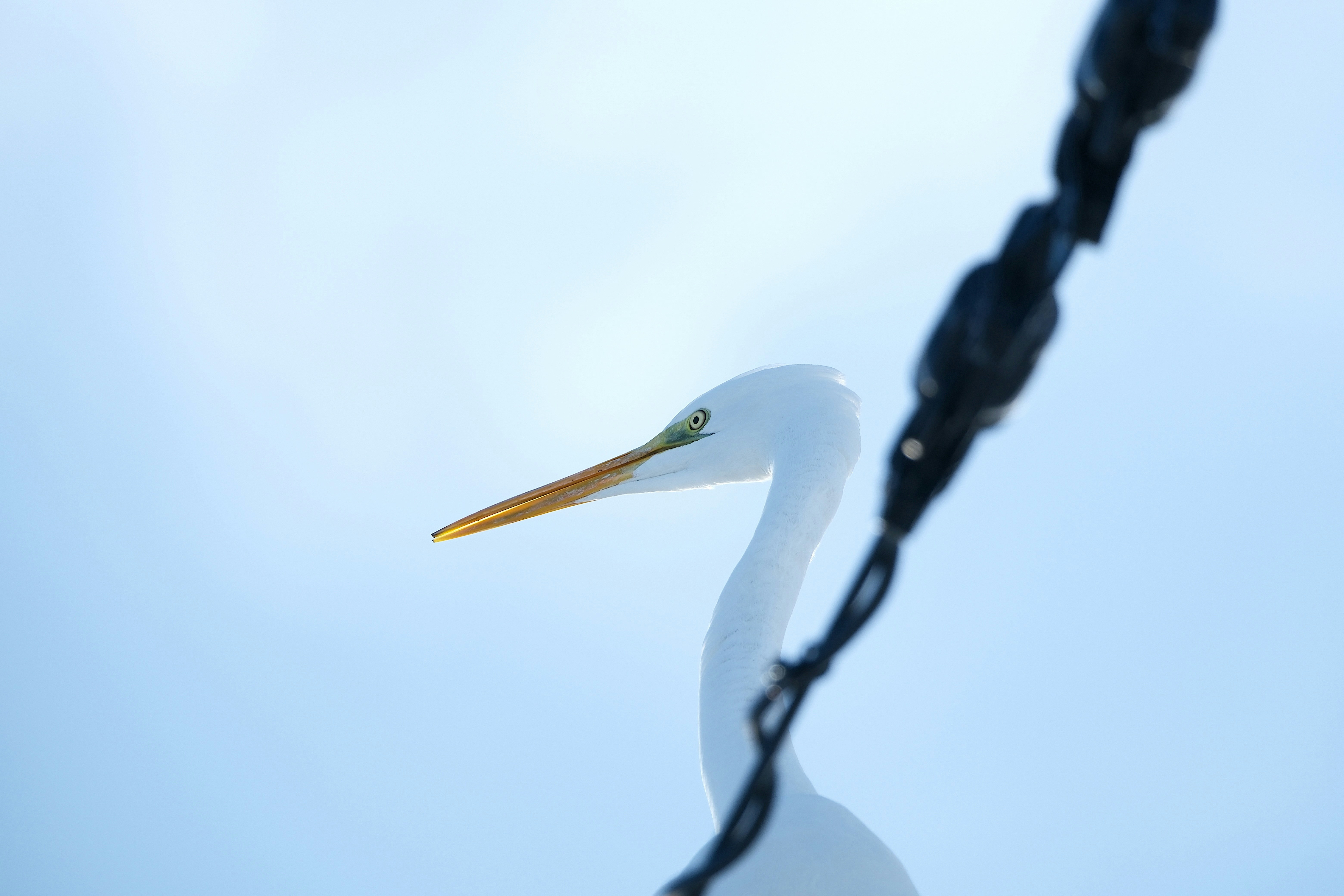 Azure Backlit Heron: A Quiet Portrait against Sky