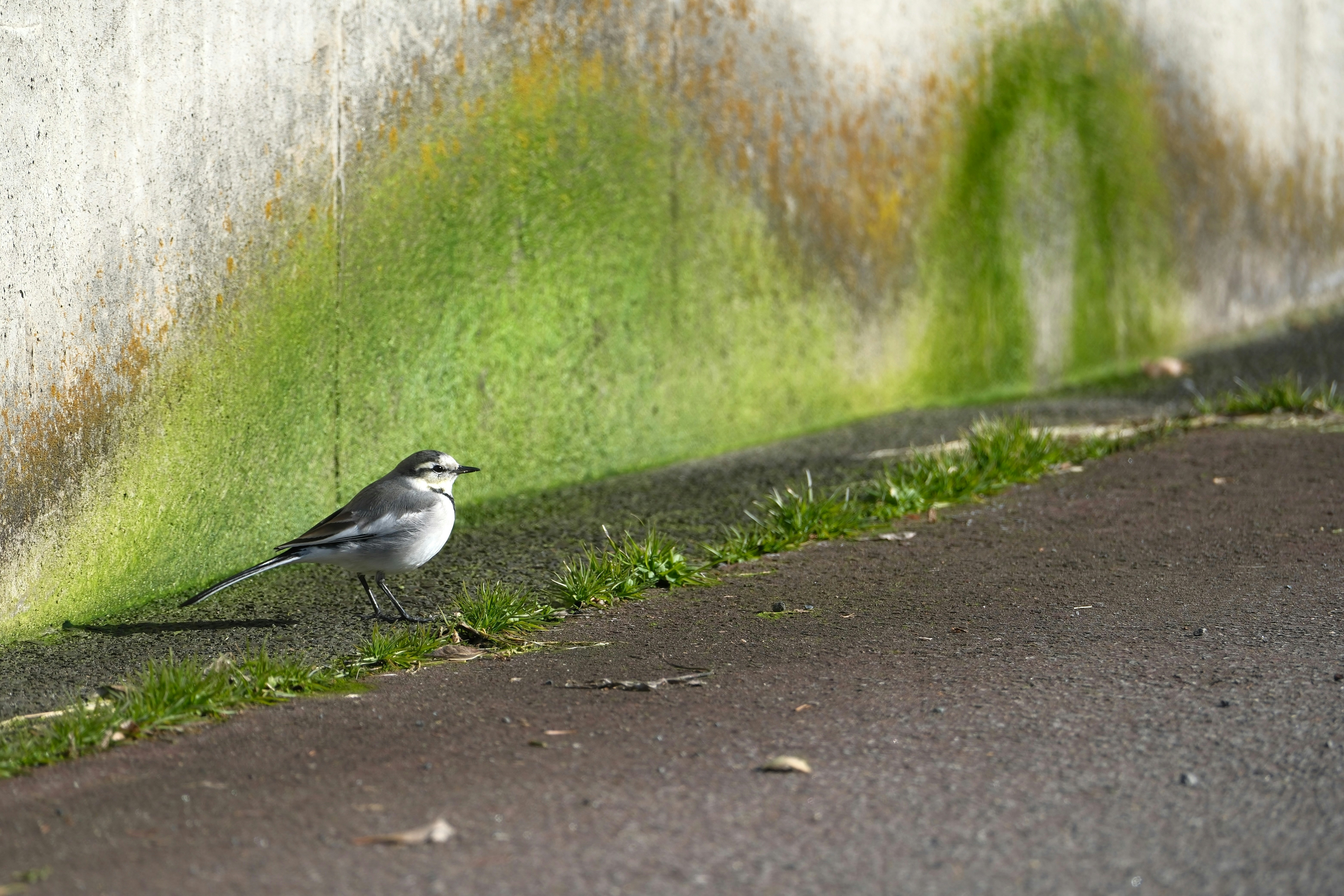 White Wagtail on a Moss-Splashed Concrete Verge