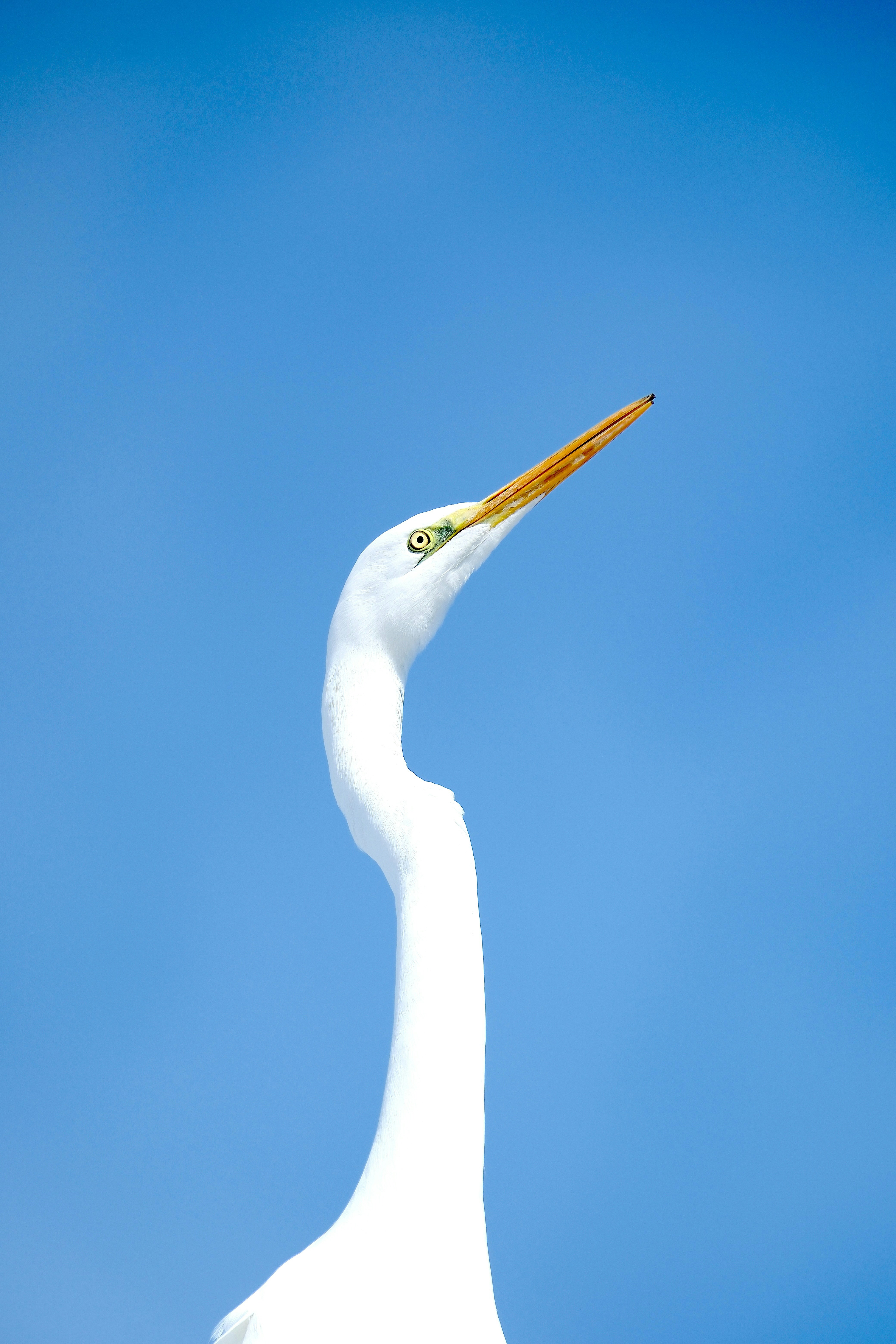 A large white bird with a long beak photo – Free Japan Image on Unsplash