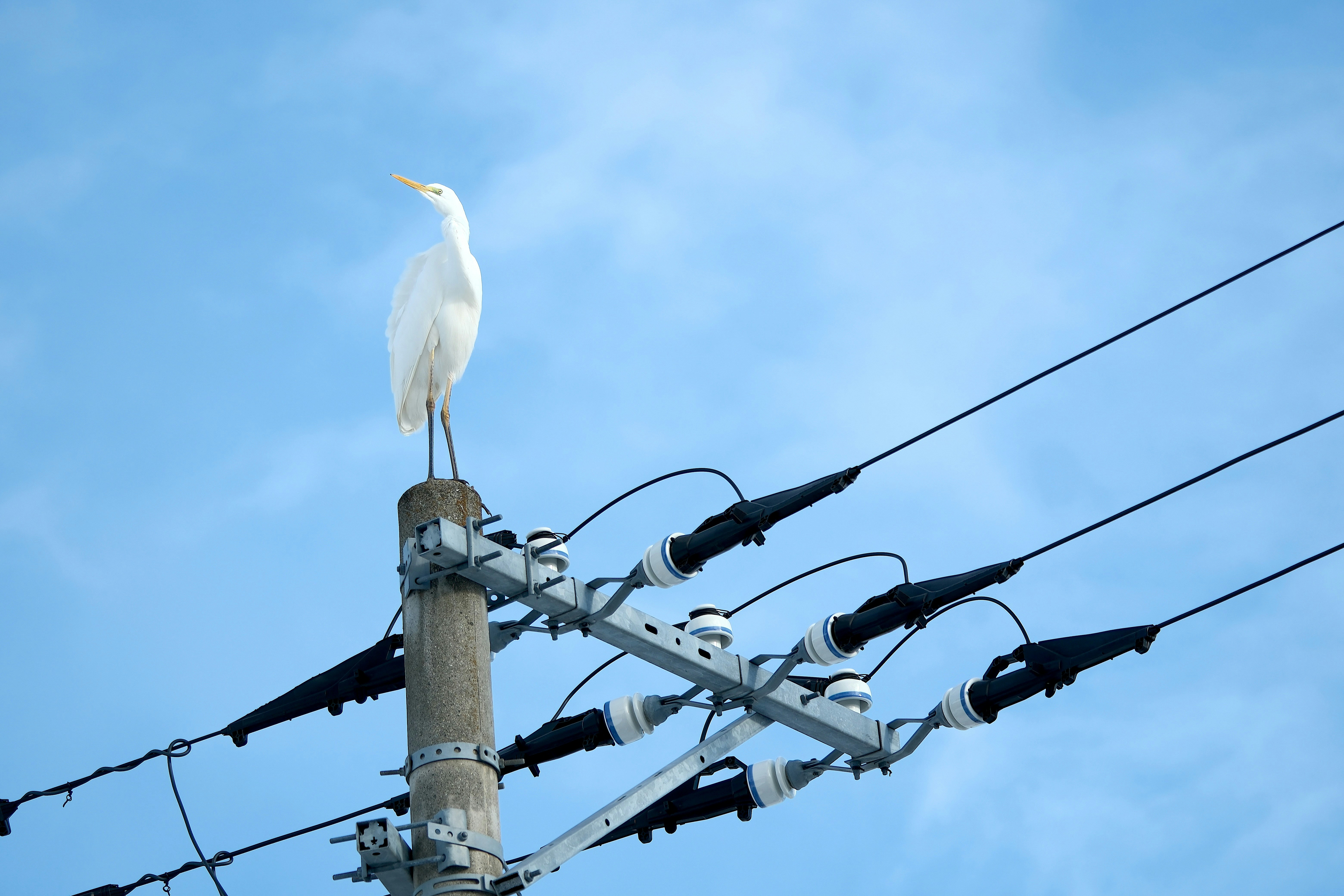 White Egret on a Quiet Wire-Frame Perch