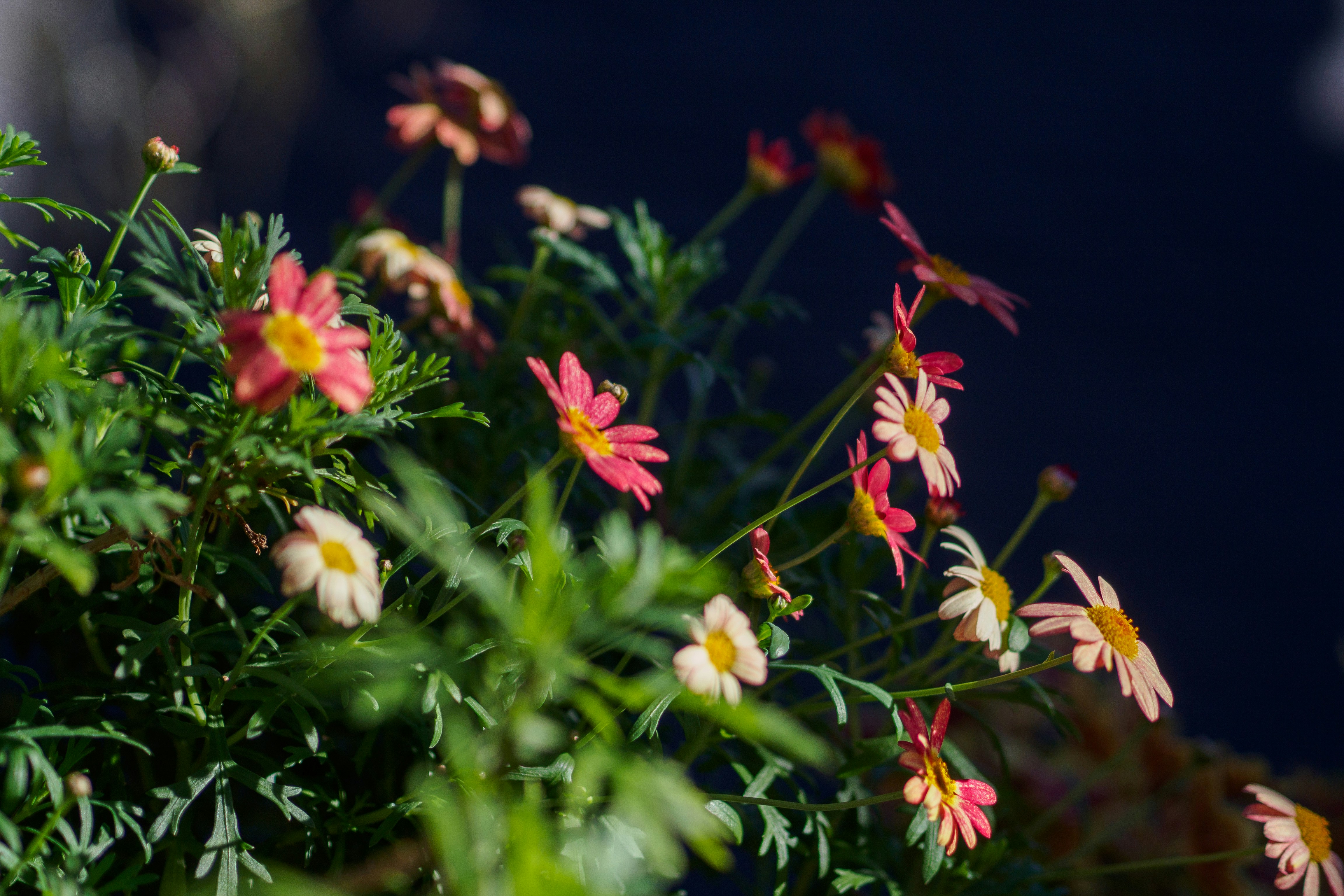 Sunlit Daisies in a Velvet Night