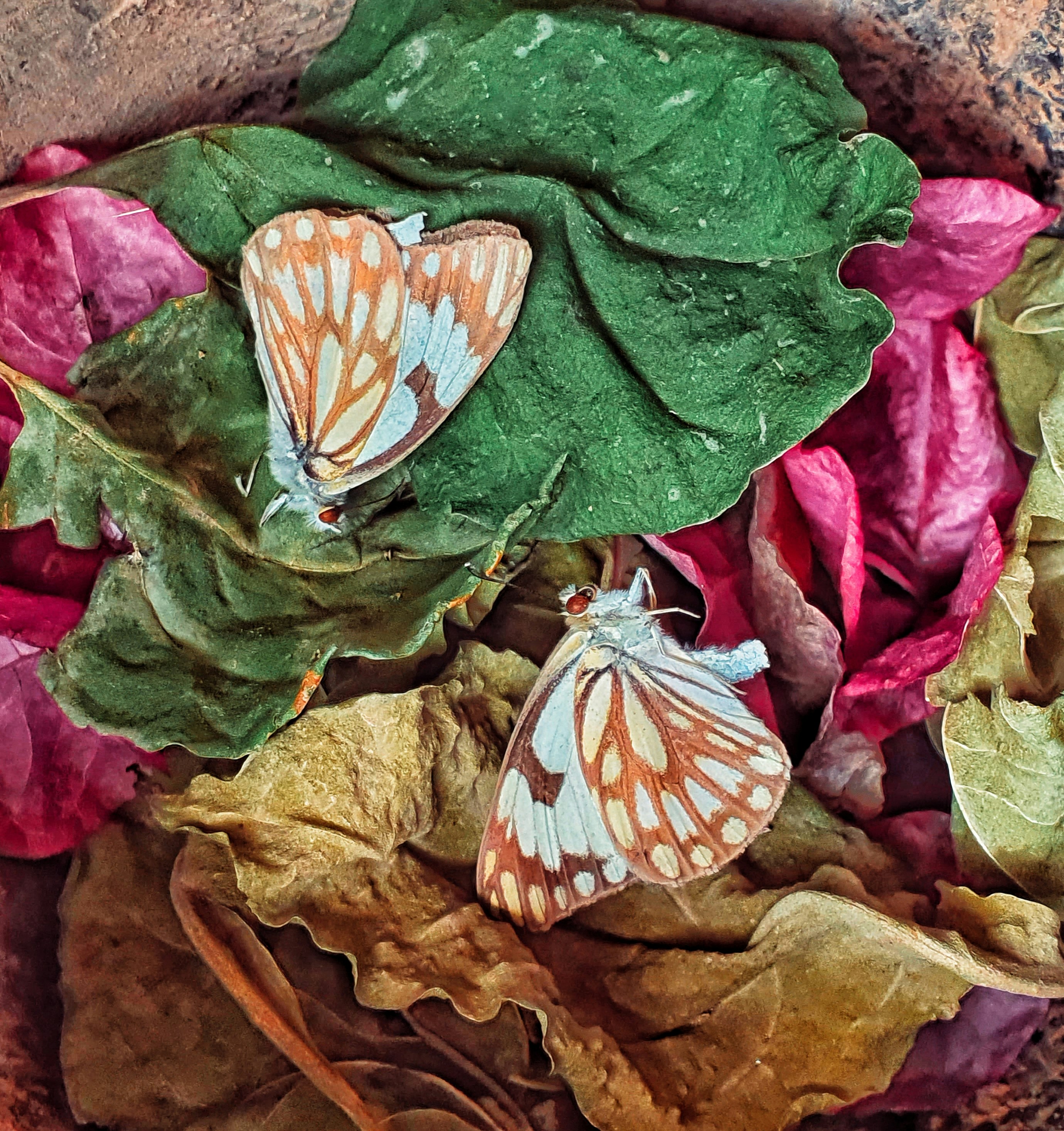 A group of butterflies sitting on top of leaves photo – Free Leaf Image ...