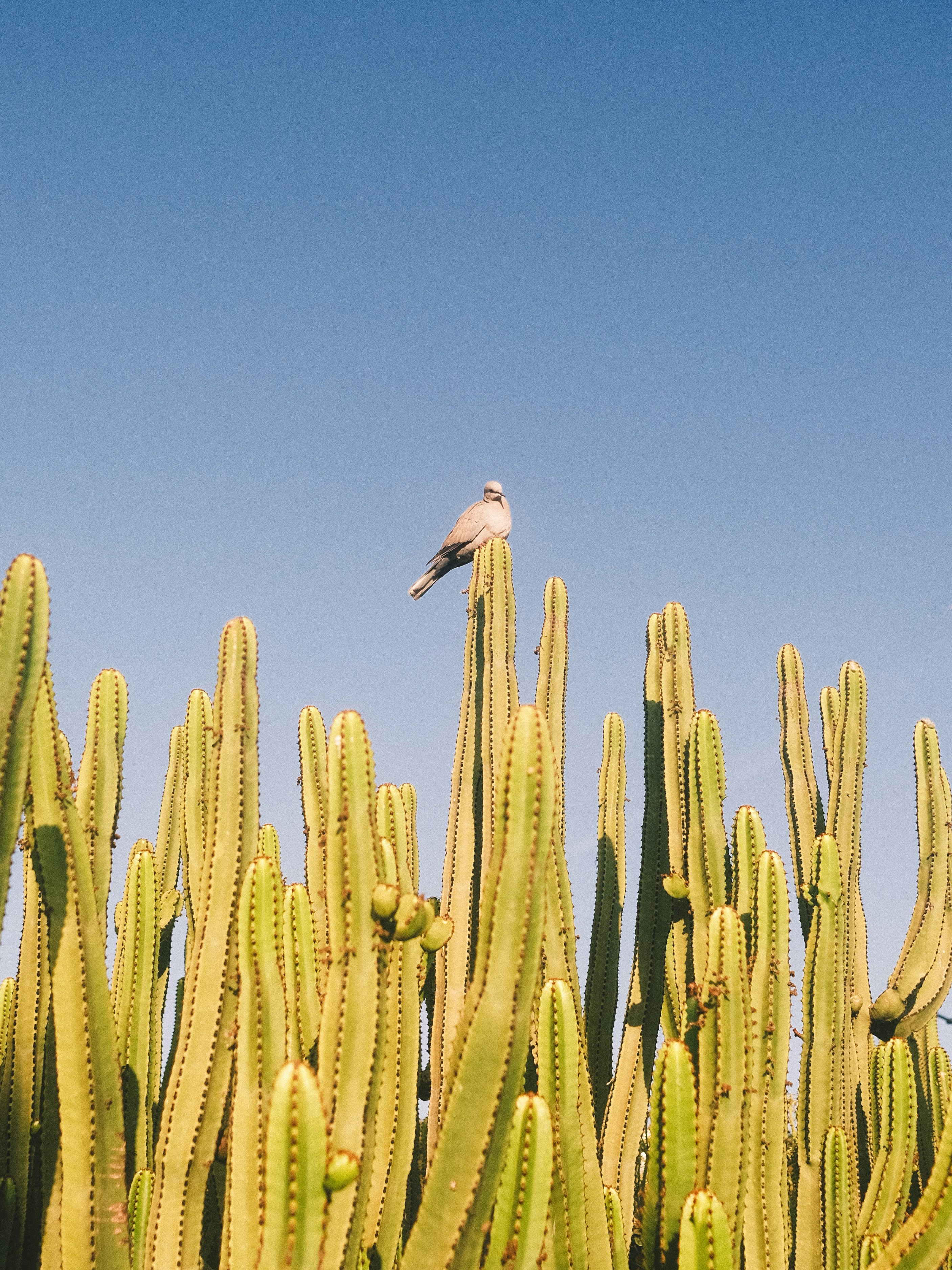 A bird is perched on top of a cactus