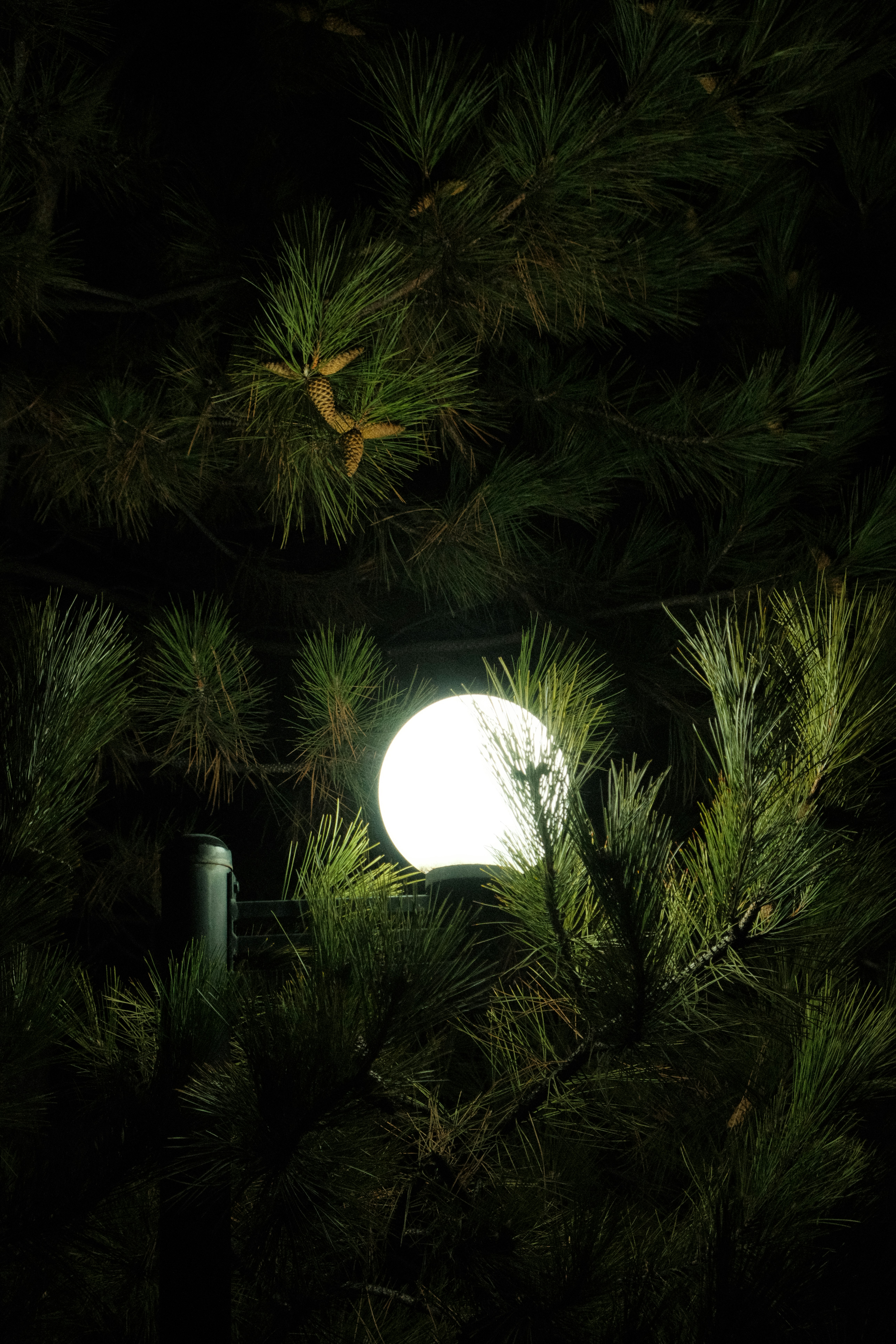 Lantern Through a Pine Veil: Night Framing Under Needlelight
