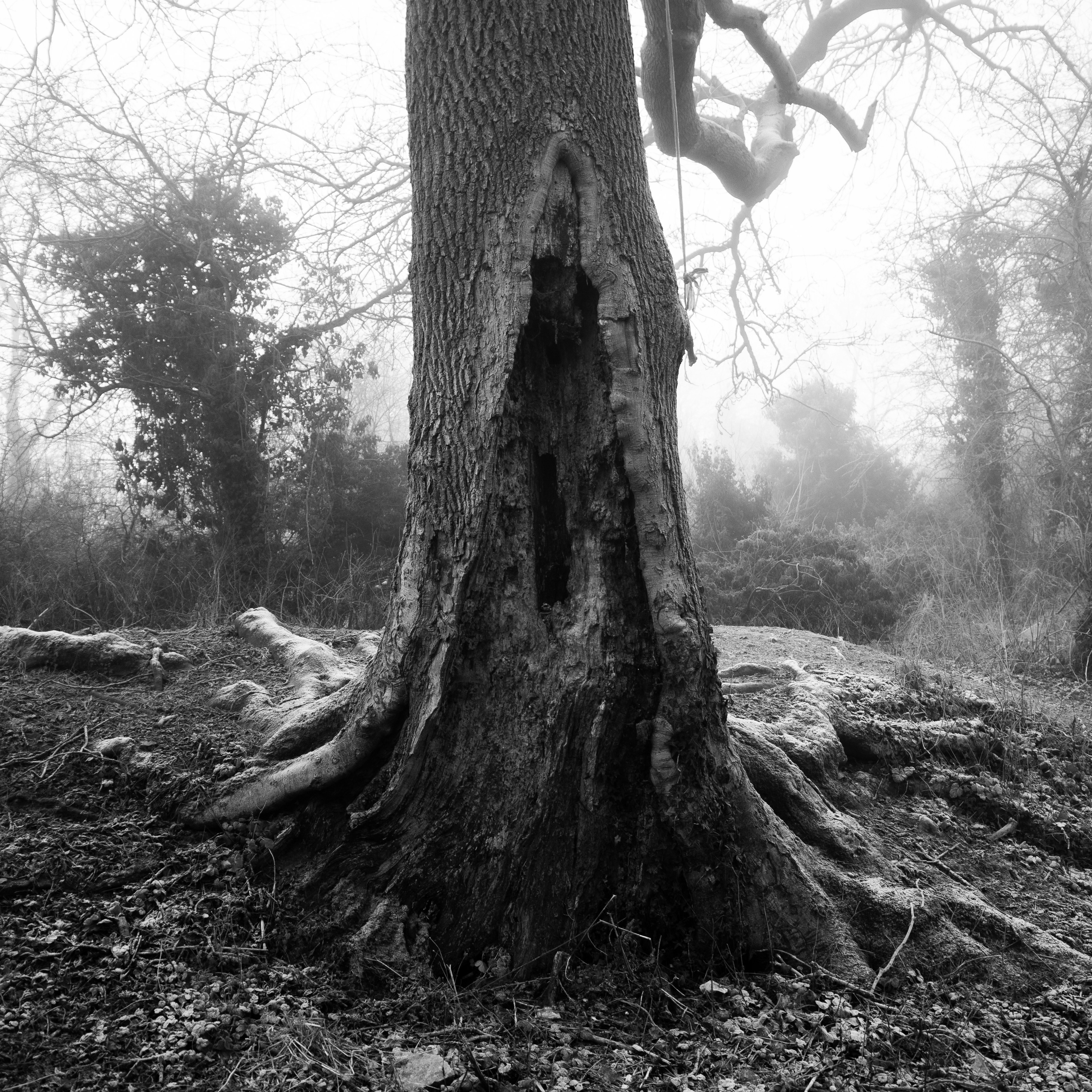 Ancient Tree Trunk: Timesworn Roots Carved by the Woodland Mist