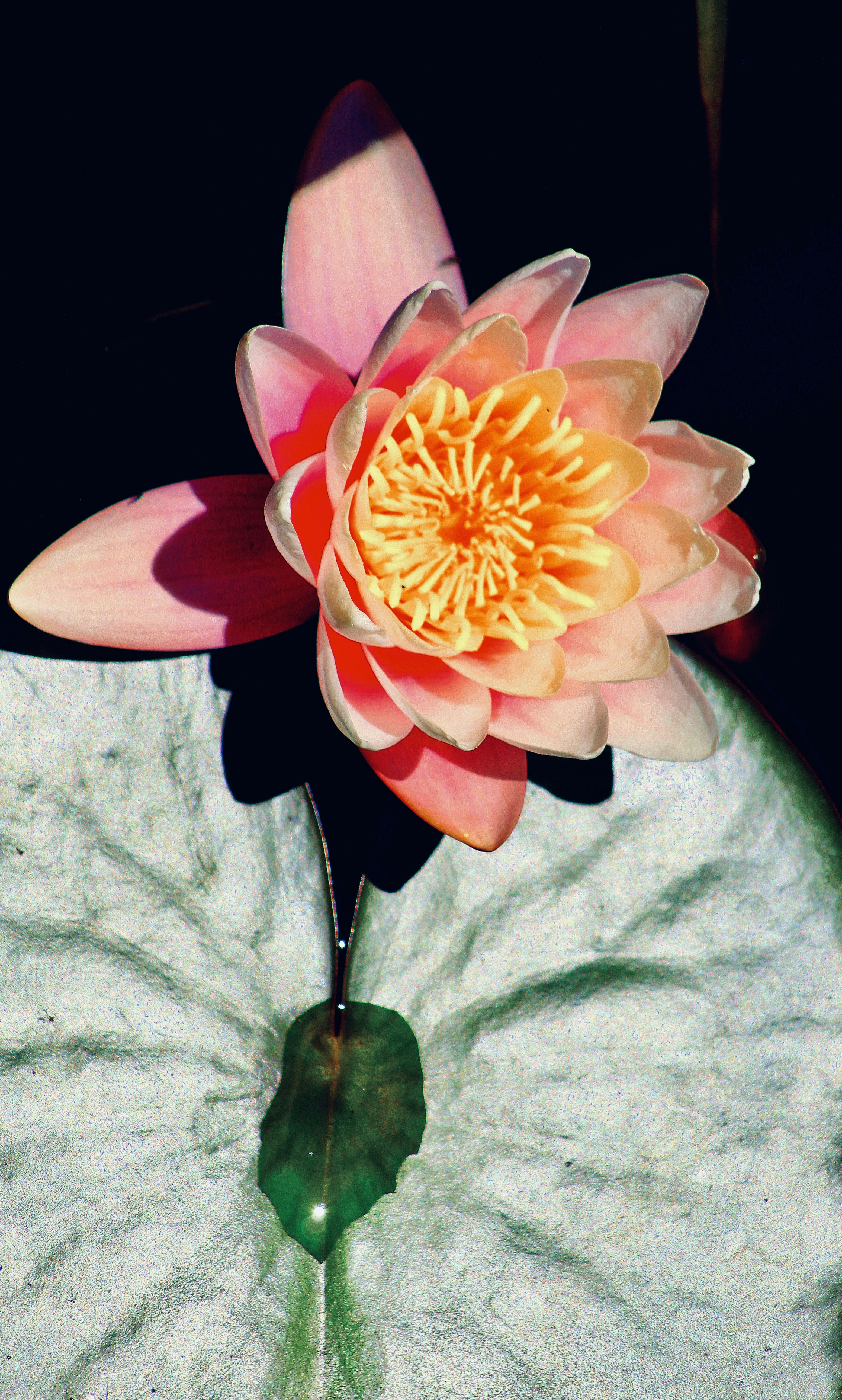 Luminous Lotus: Pink Petals and Amber Center on a Midnight Pad