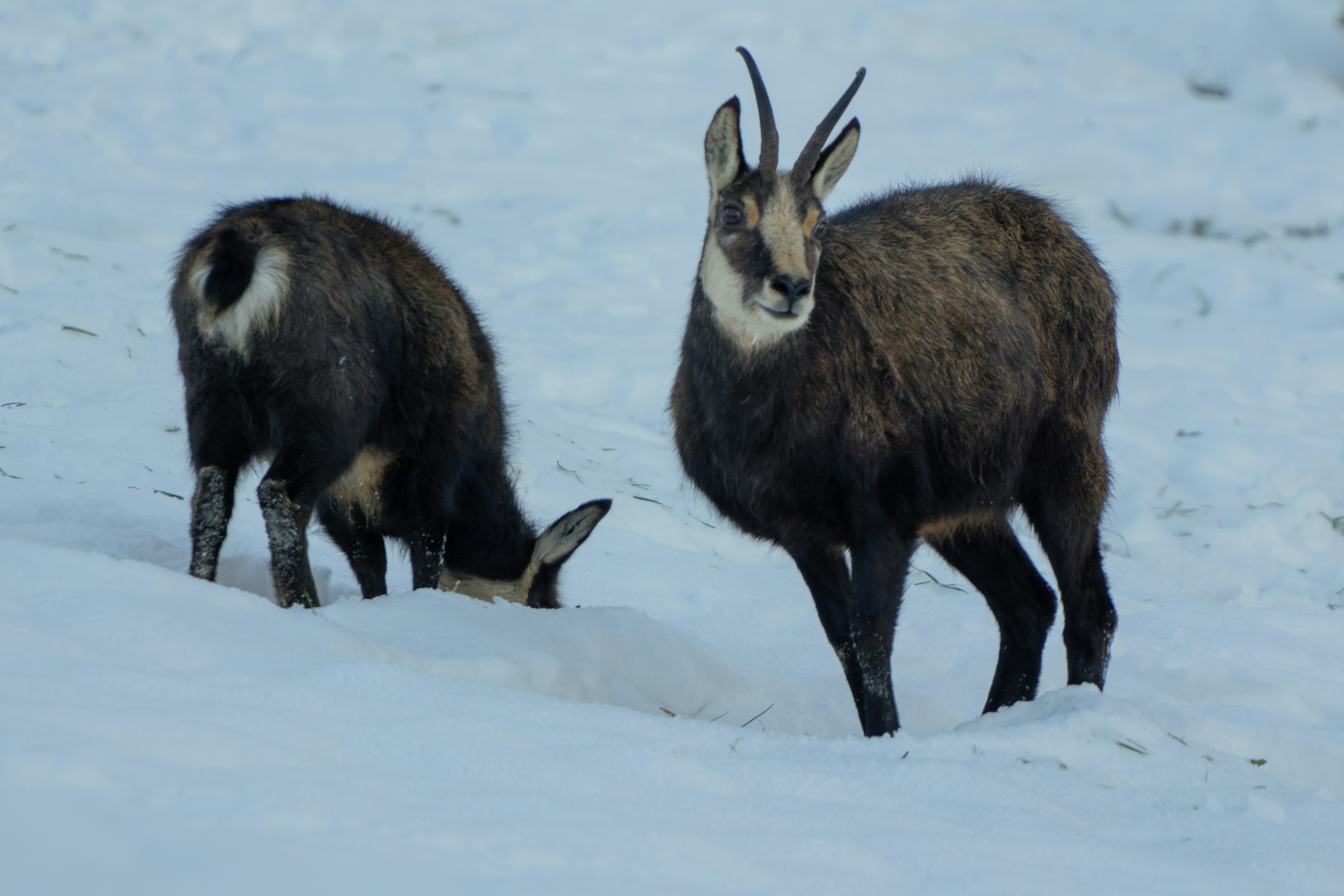 A couple of goats standing on top of a snow covered slope photo – Free ...