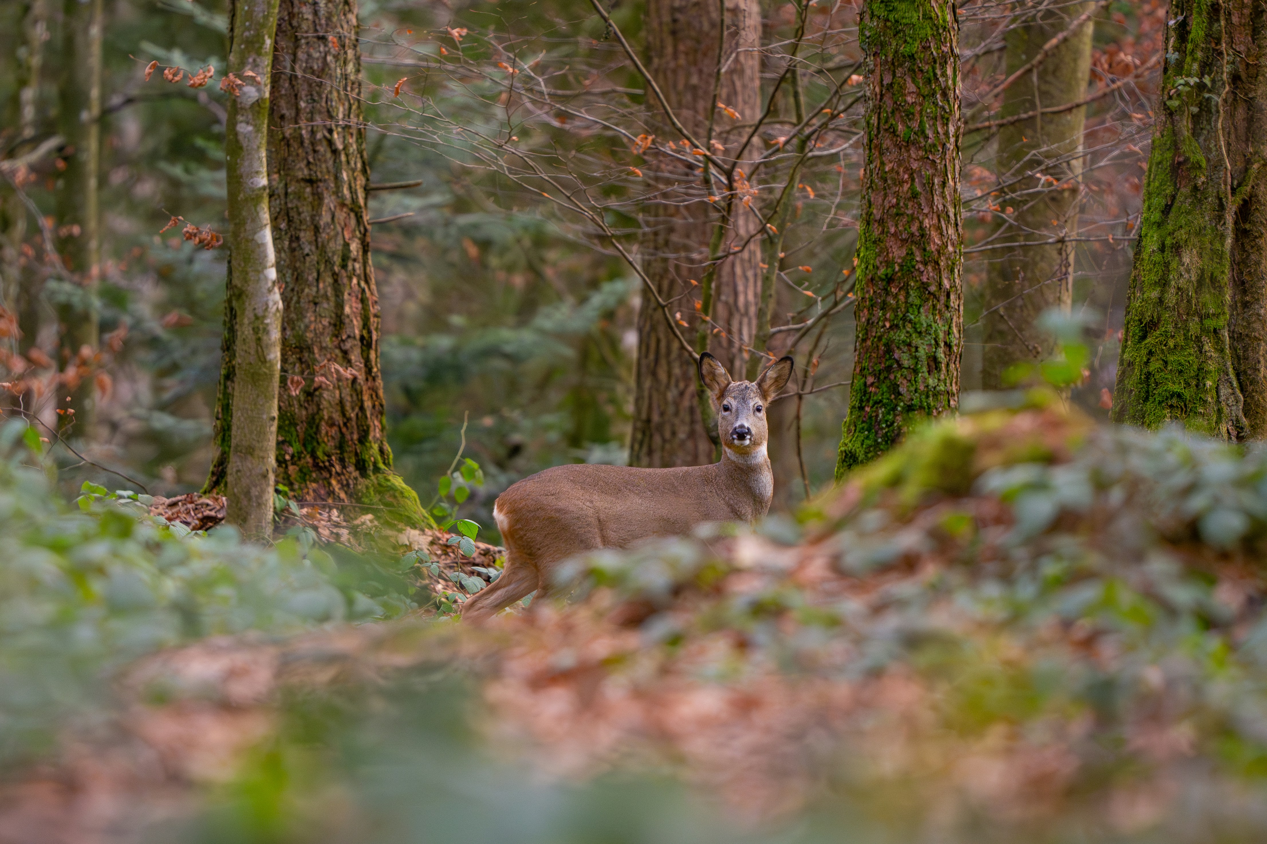 Un cerf debout au milieu d’une forêt photo – Image gratuite de Animal ...