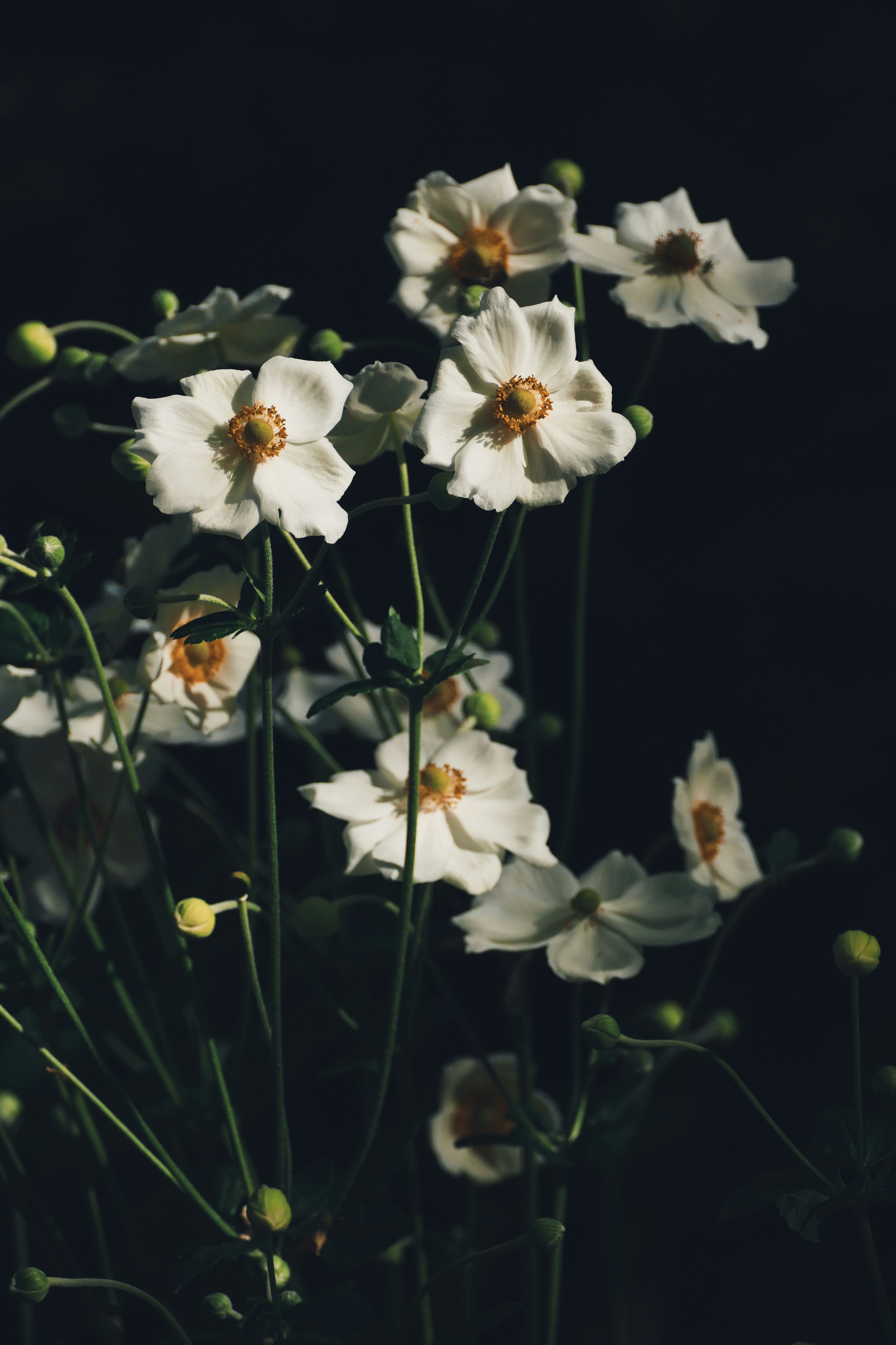 Purity Pictures | Download Free Images on Unsplash