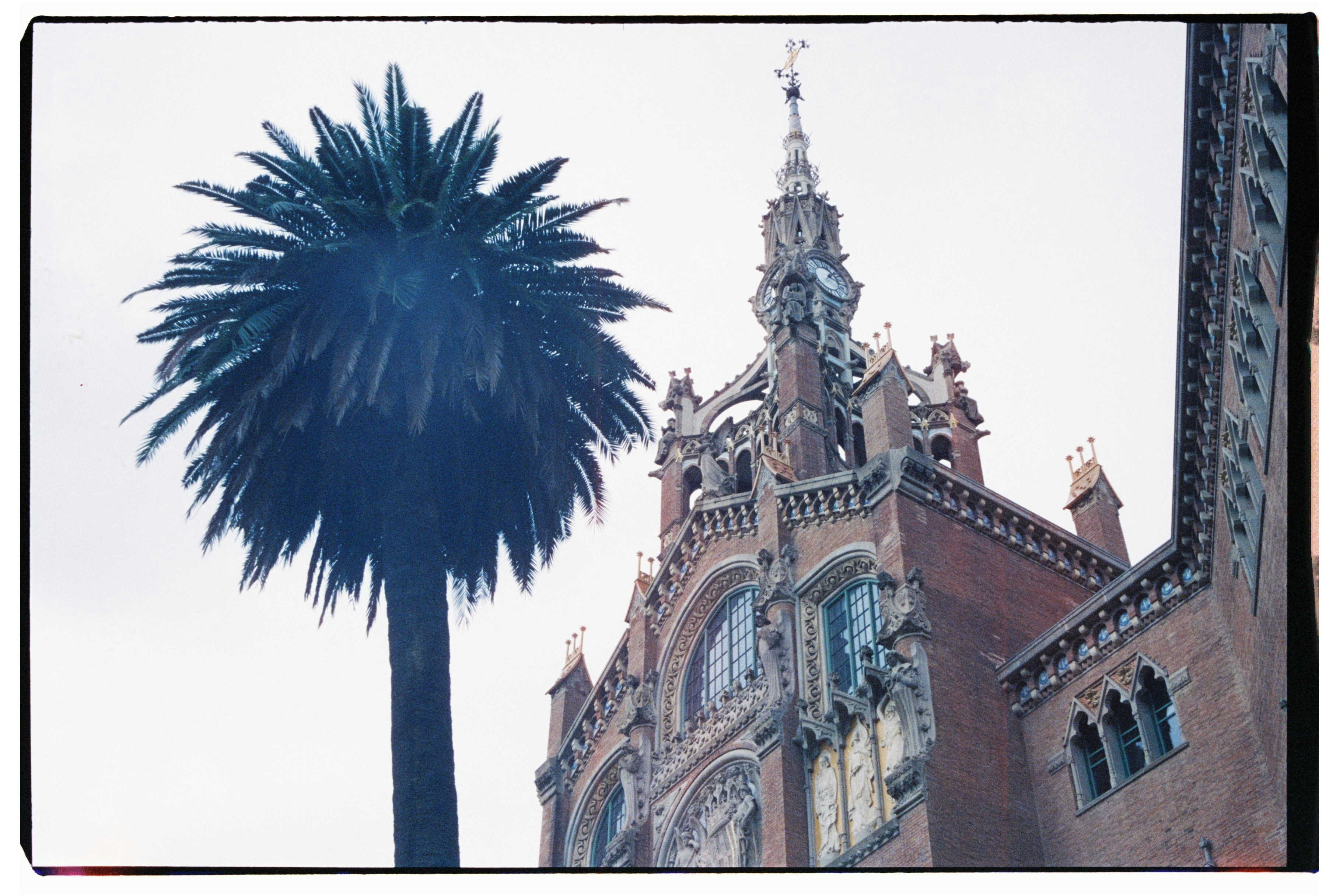 Fronds at the Spire: Palm Silhouette Beside a Brick Cathedral