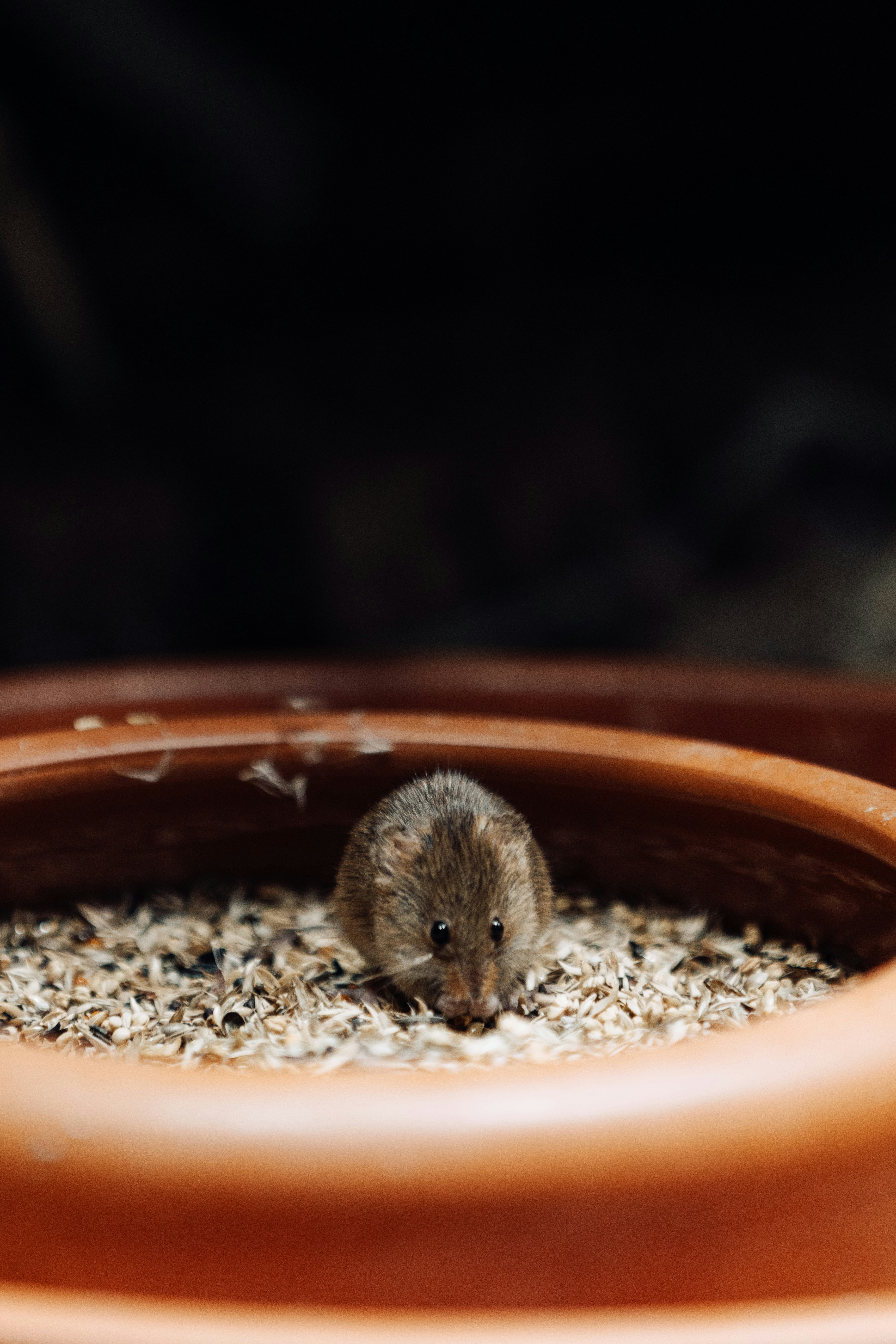 A small rodent sitting inside of a potted plant photo – Free Innsbruck ...