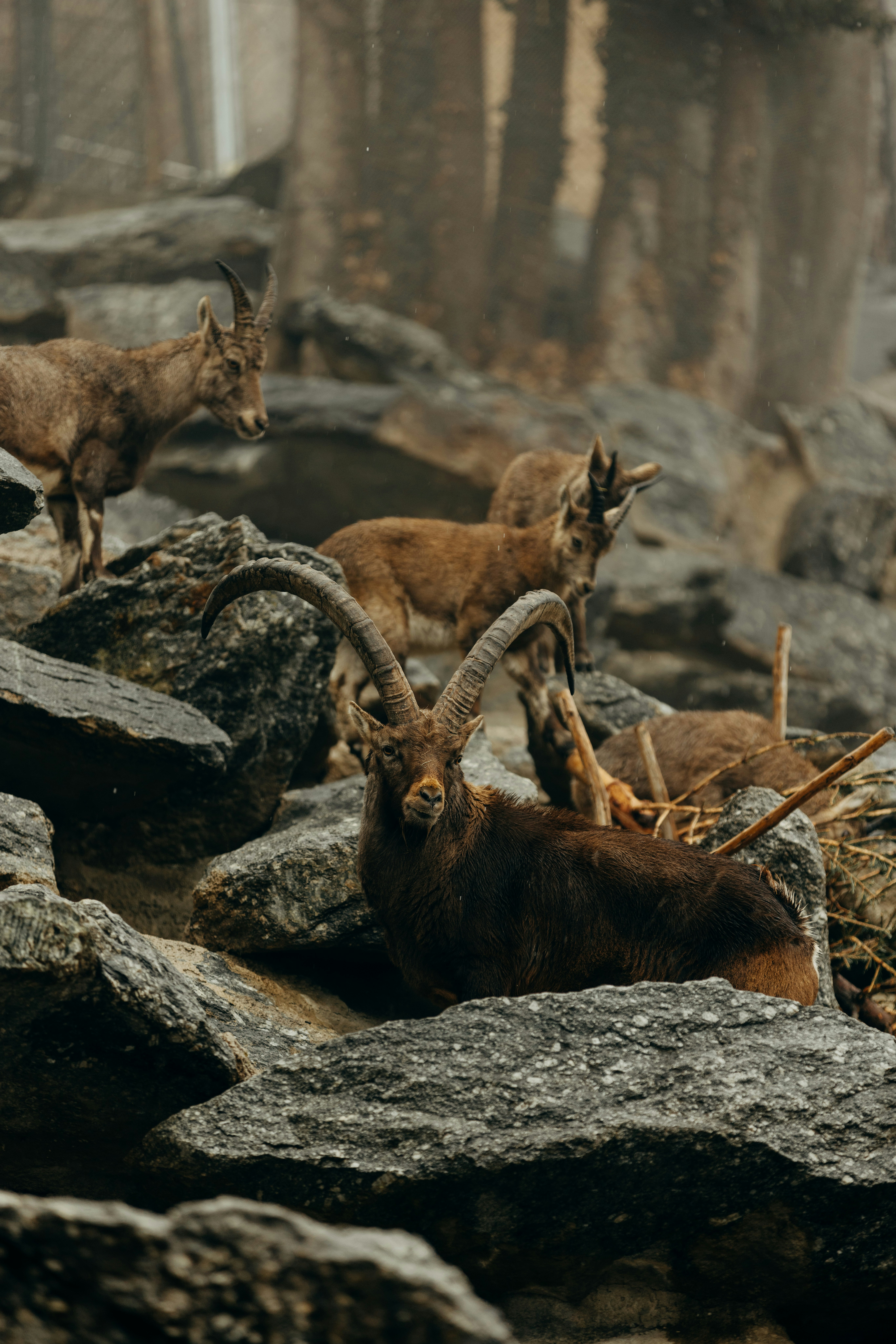 Granite Guardians: A regal Alpine ibex amid rugged cliffs
