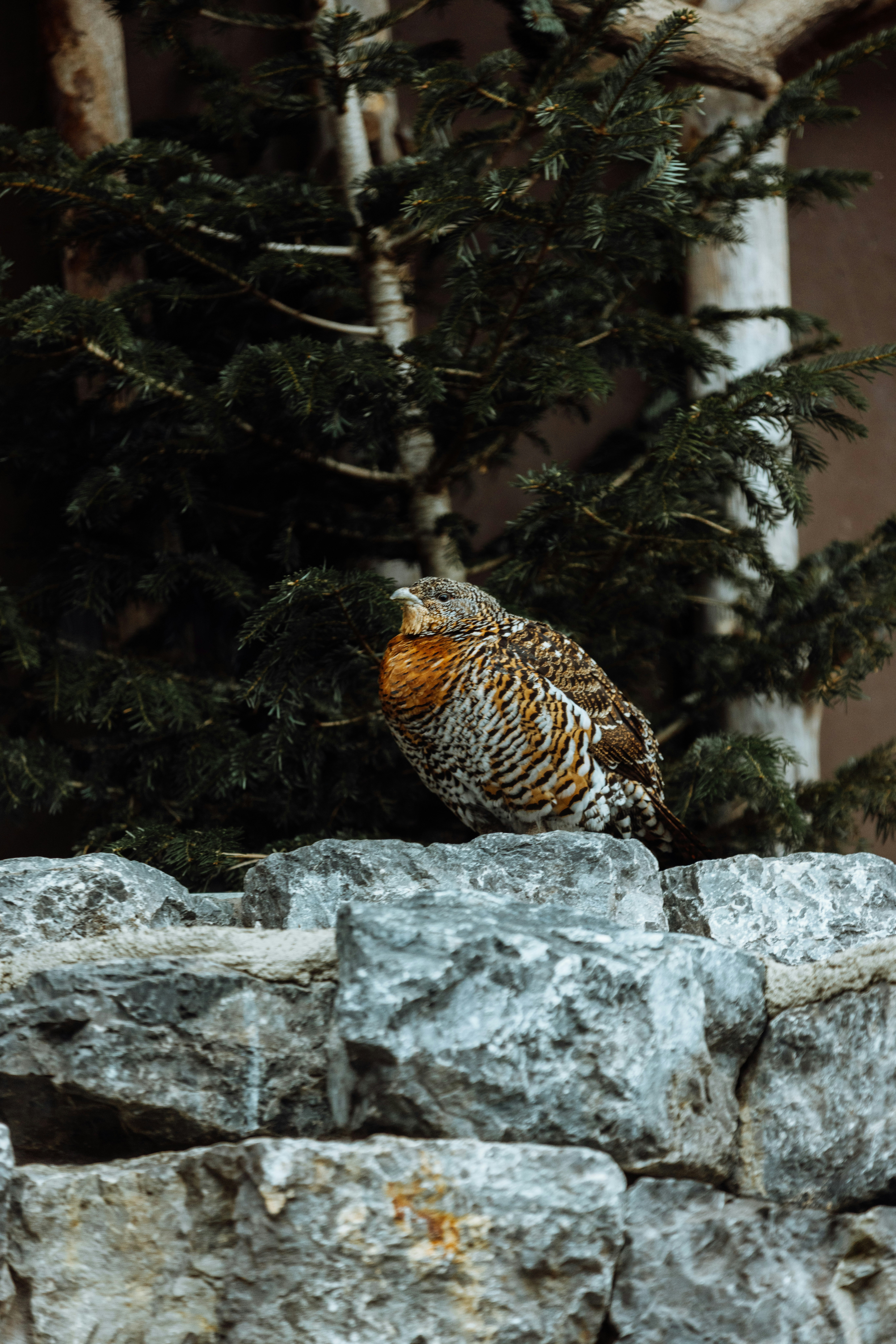 Granite Perch: A Striped Grouse on Stone Steps