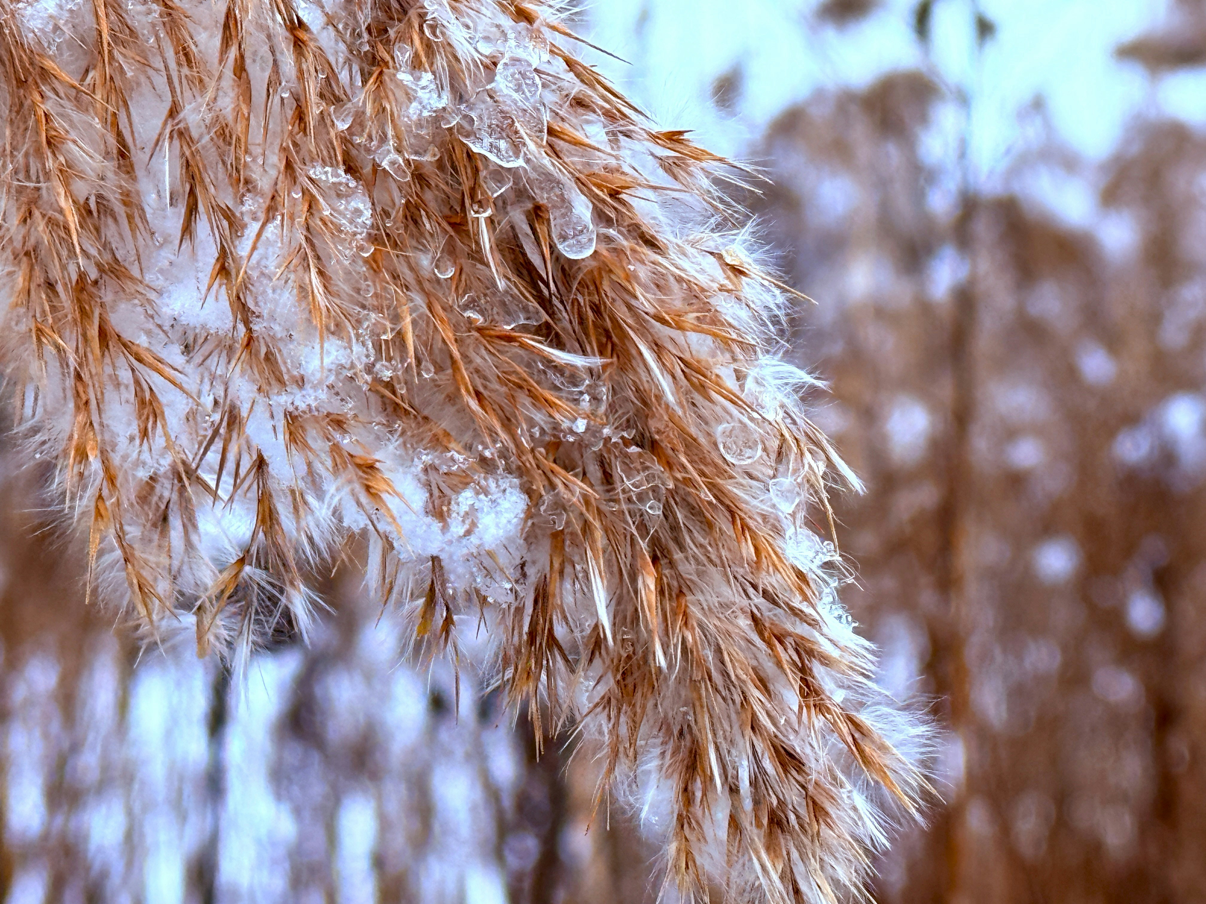Ice-Kissed Reeds: frost-etched grasses in a winter hush