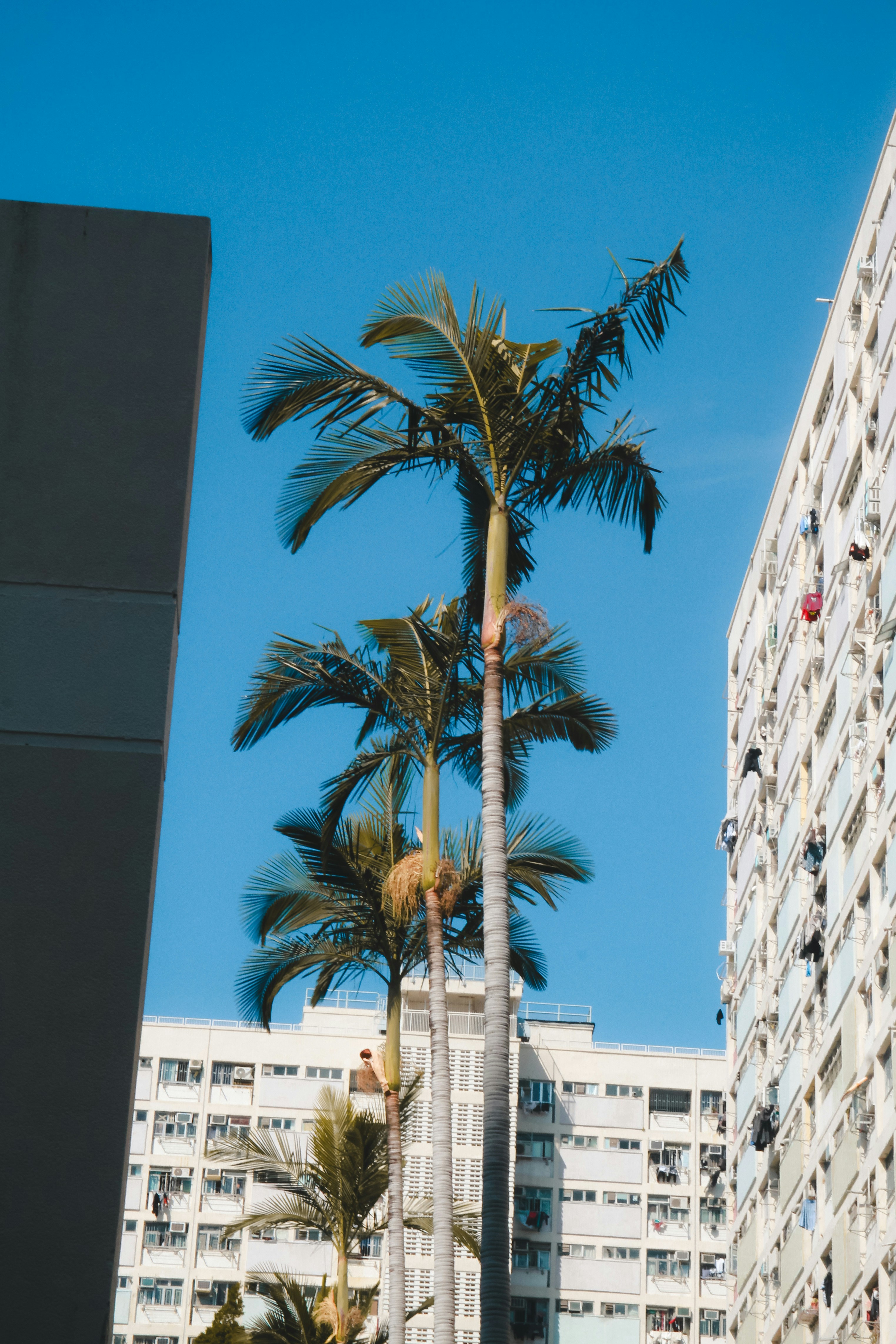 Palms Between Towers: A Skyward Sliver of Green in the City