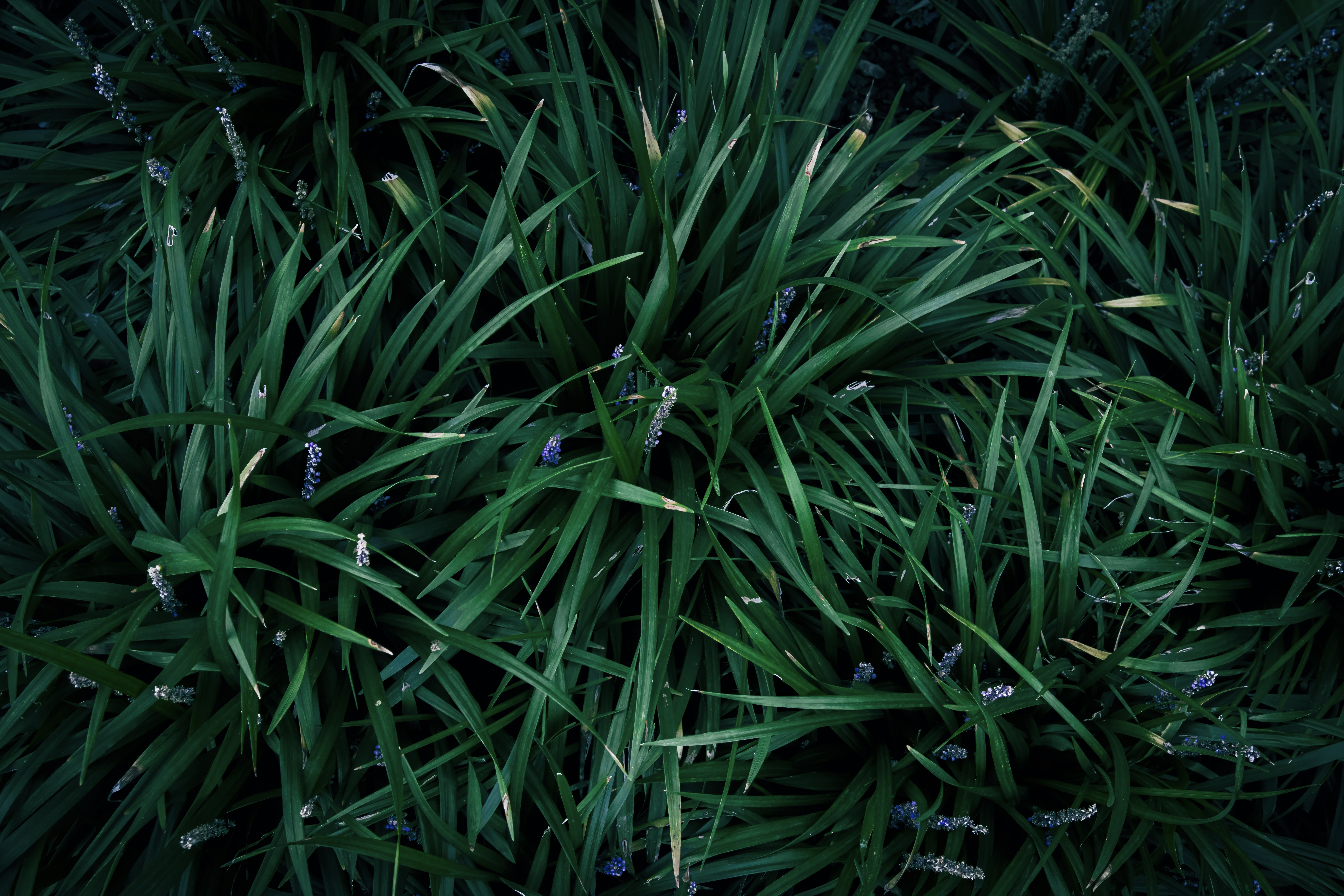 Verdant Sprigs: Close-Up of Grass with Subtle Dew Sensations