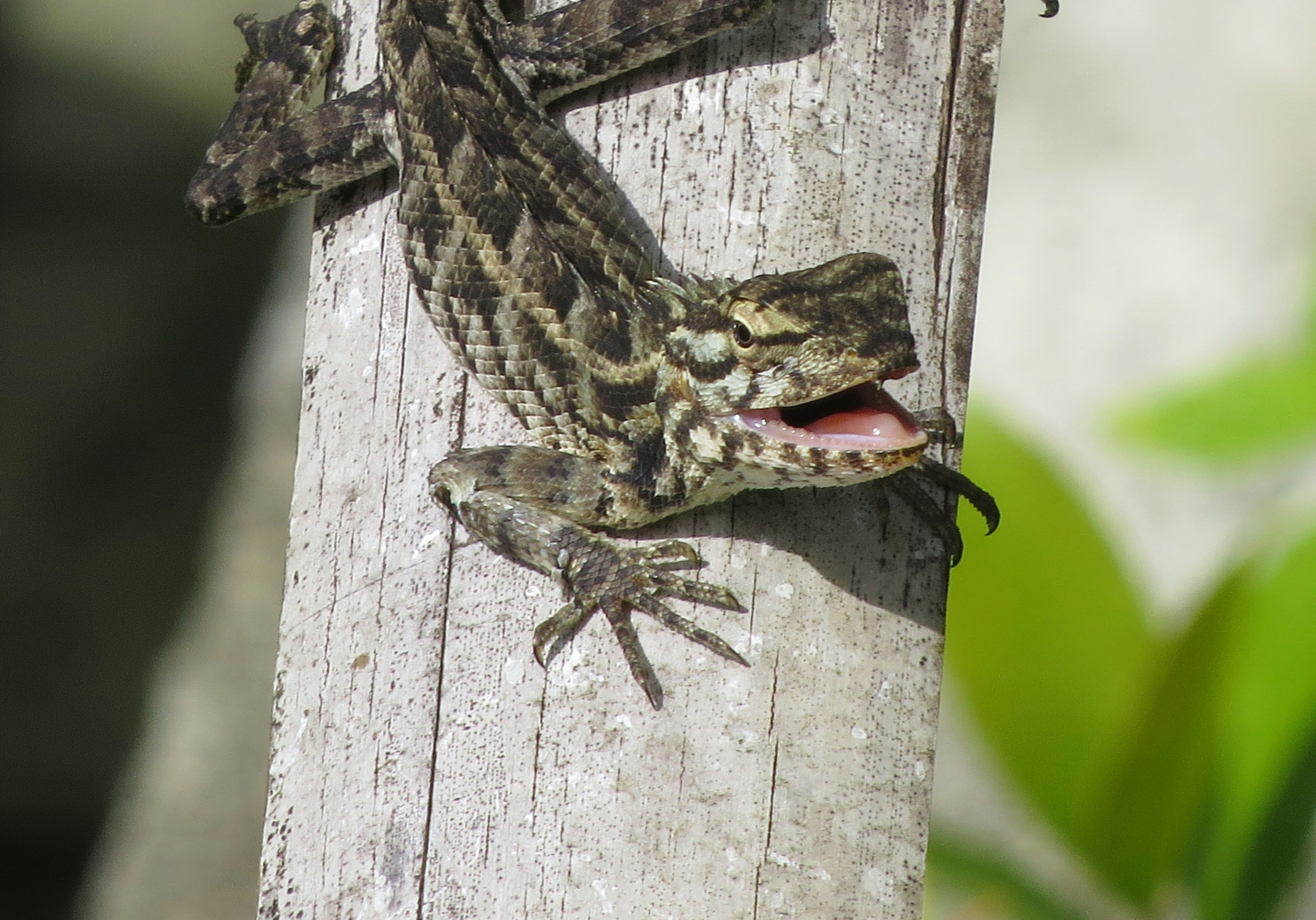 Mouth-Open Lizard on Weathered Post in Dappled Light