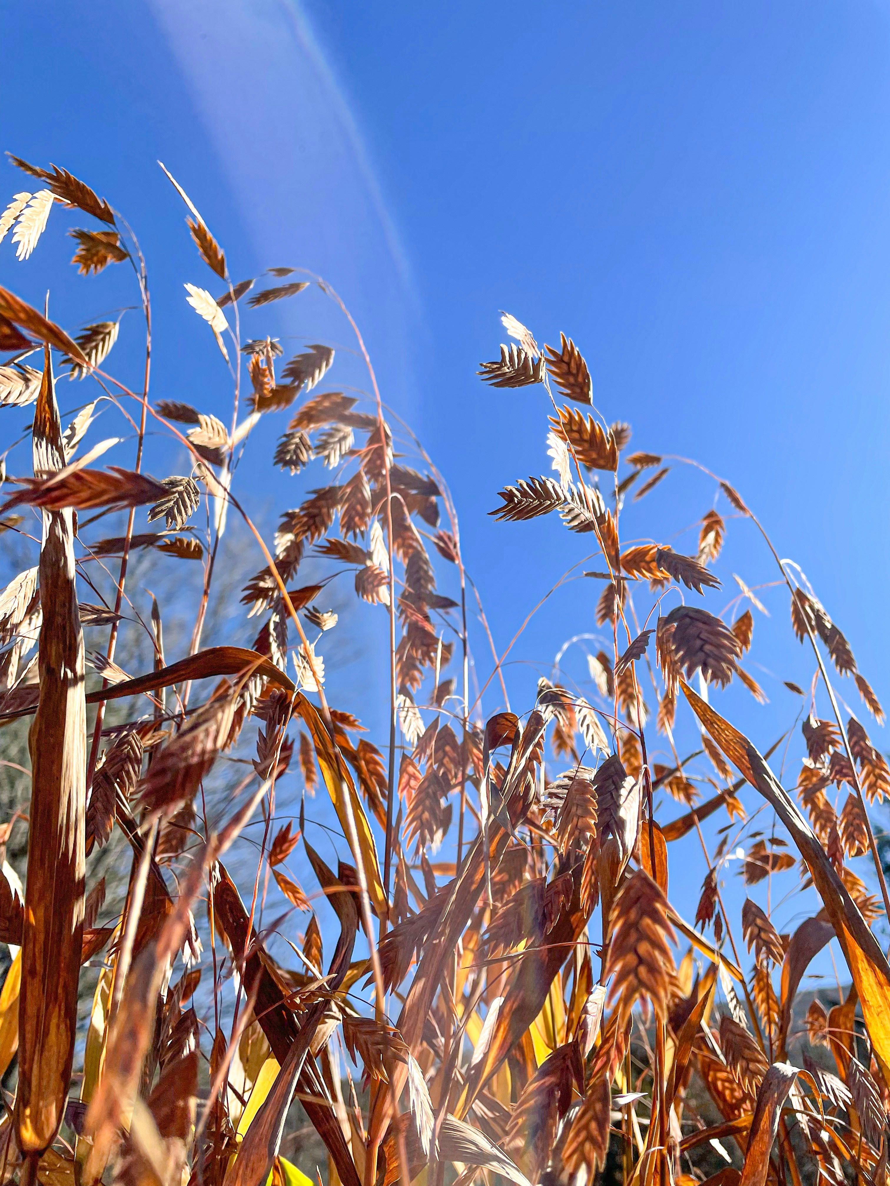 Rust and Sky: Seed Heads in a Sunlit Field