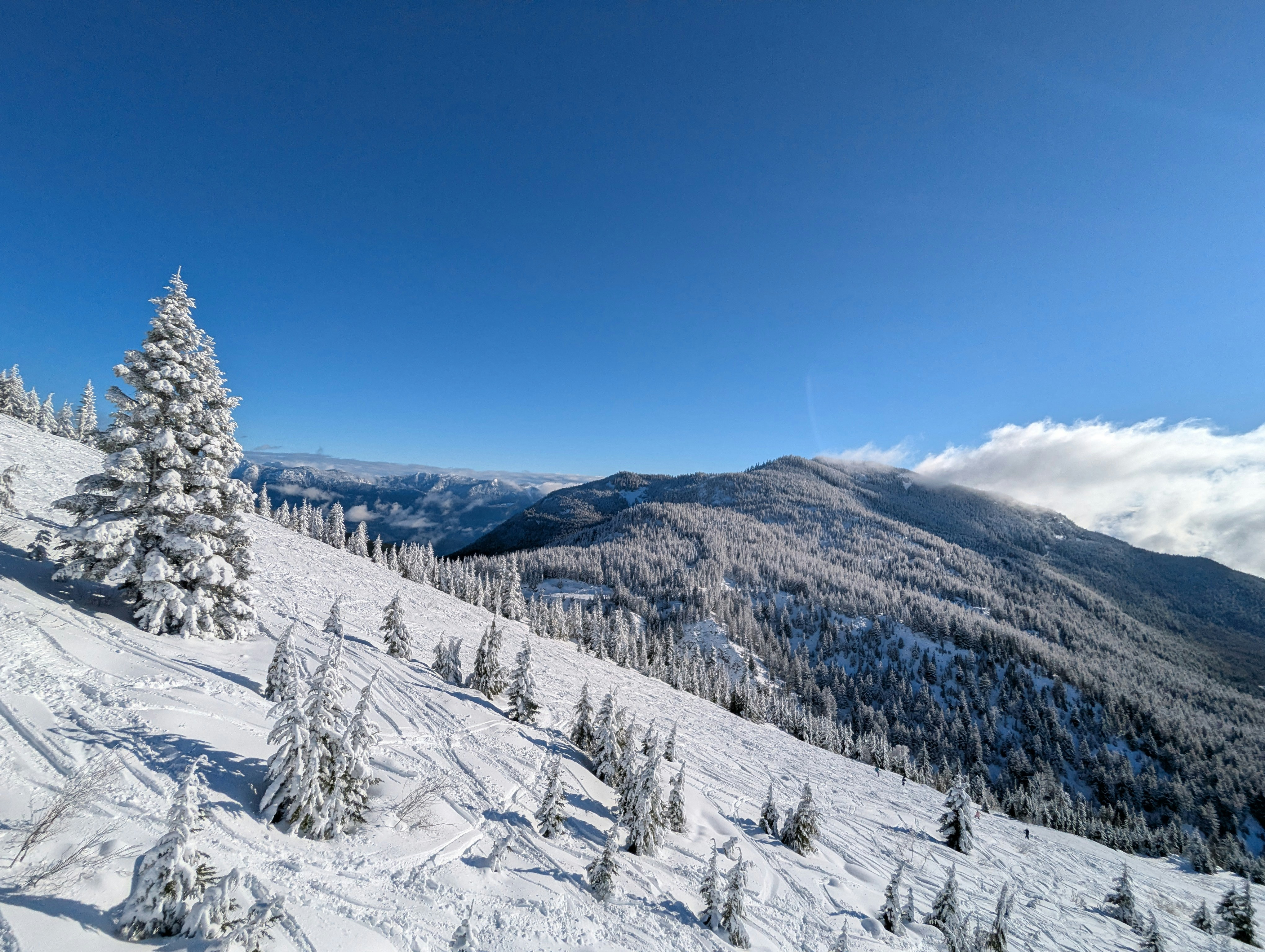 A snow covered mountain with trees and a blue sky photo – Free Forest ...