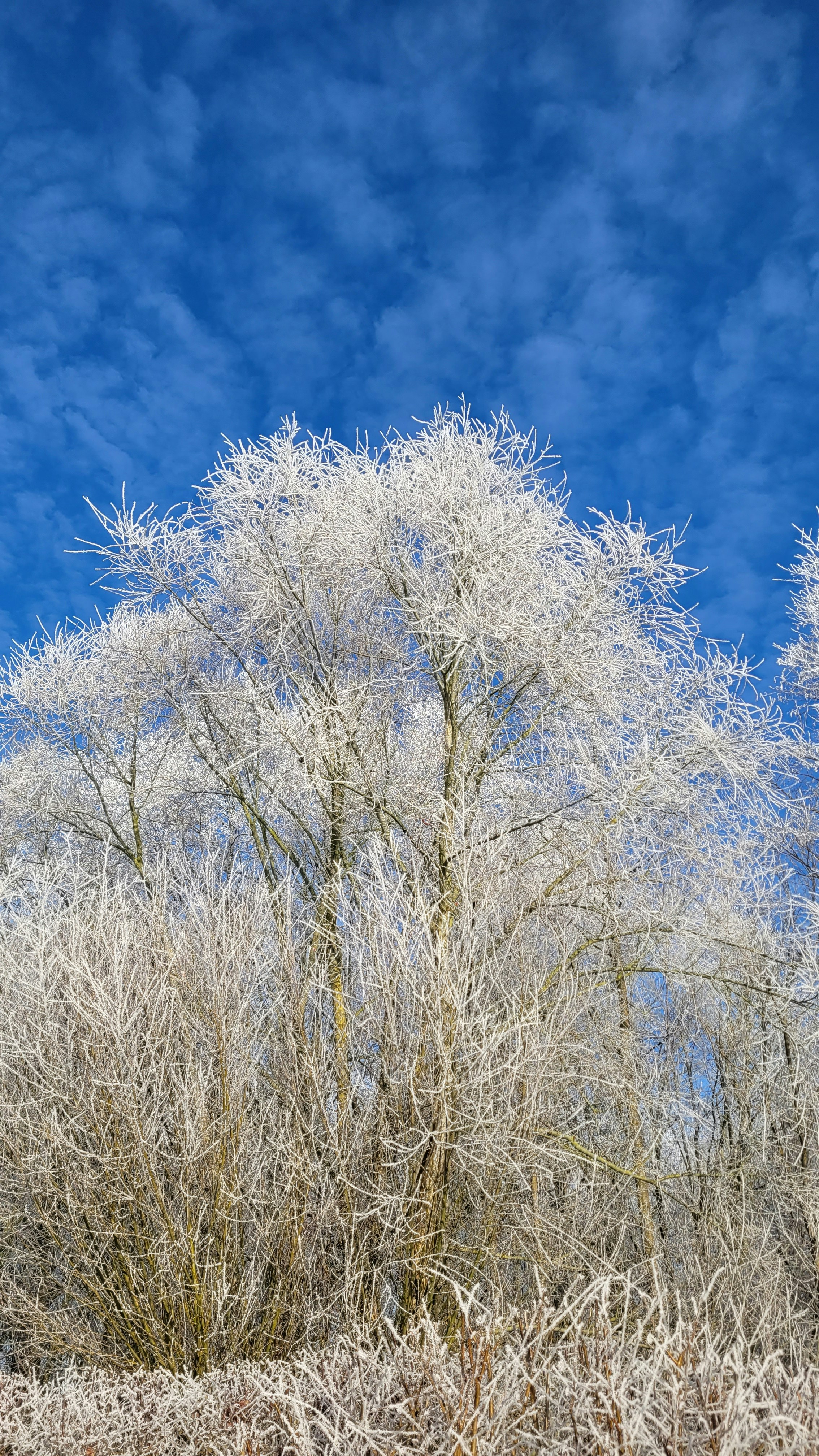 Frost-Fed Arbor Reaching Toward a Pristine Blue Winter Sky