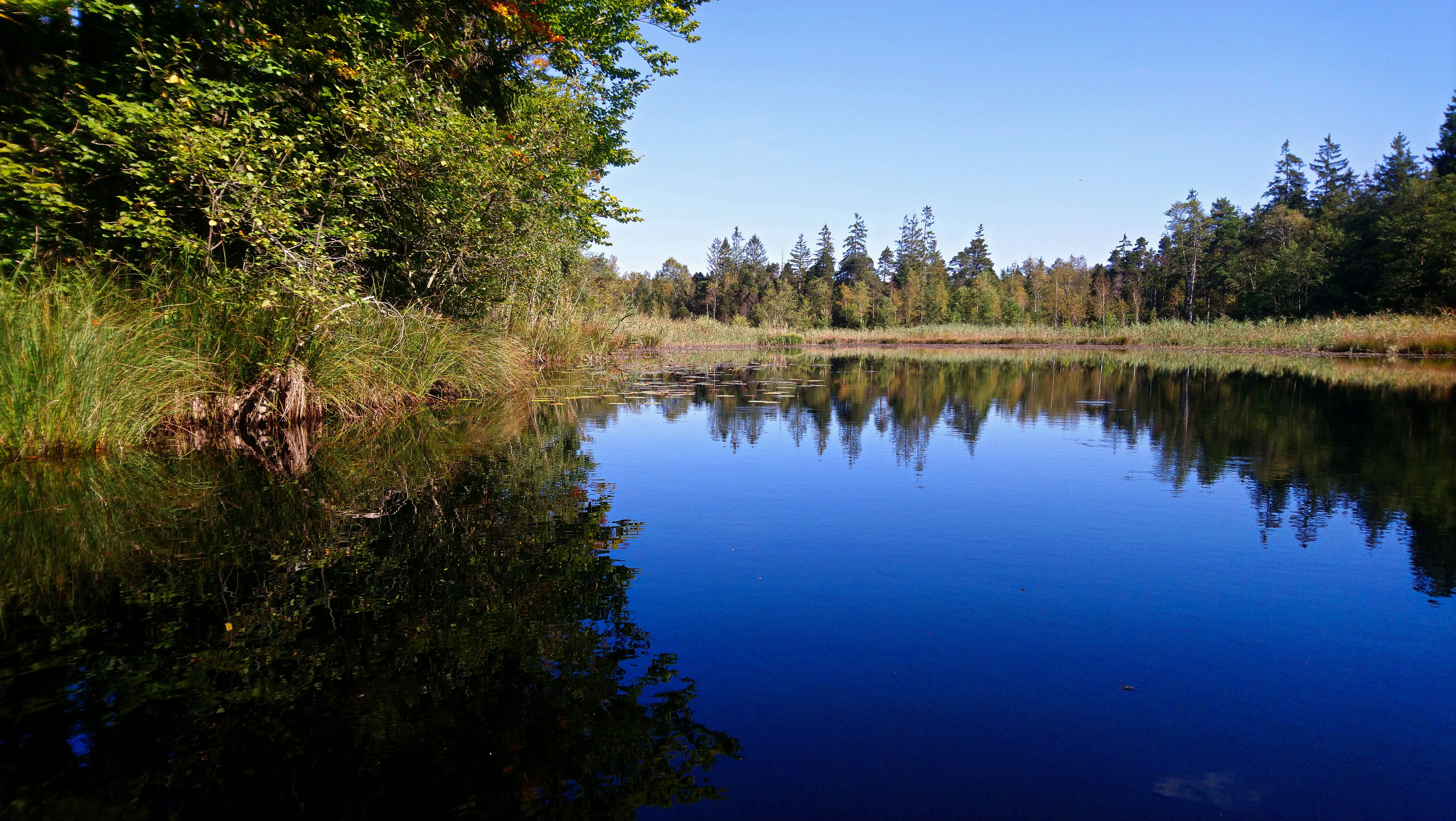 Serene pond reflecting lush green trees under a clear blue sky at the forest edge.