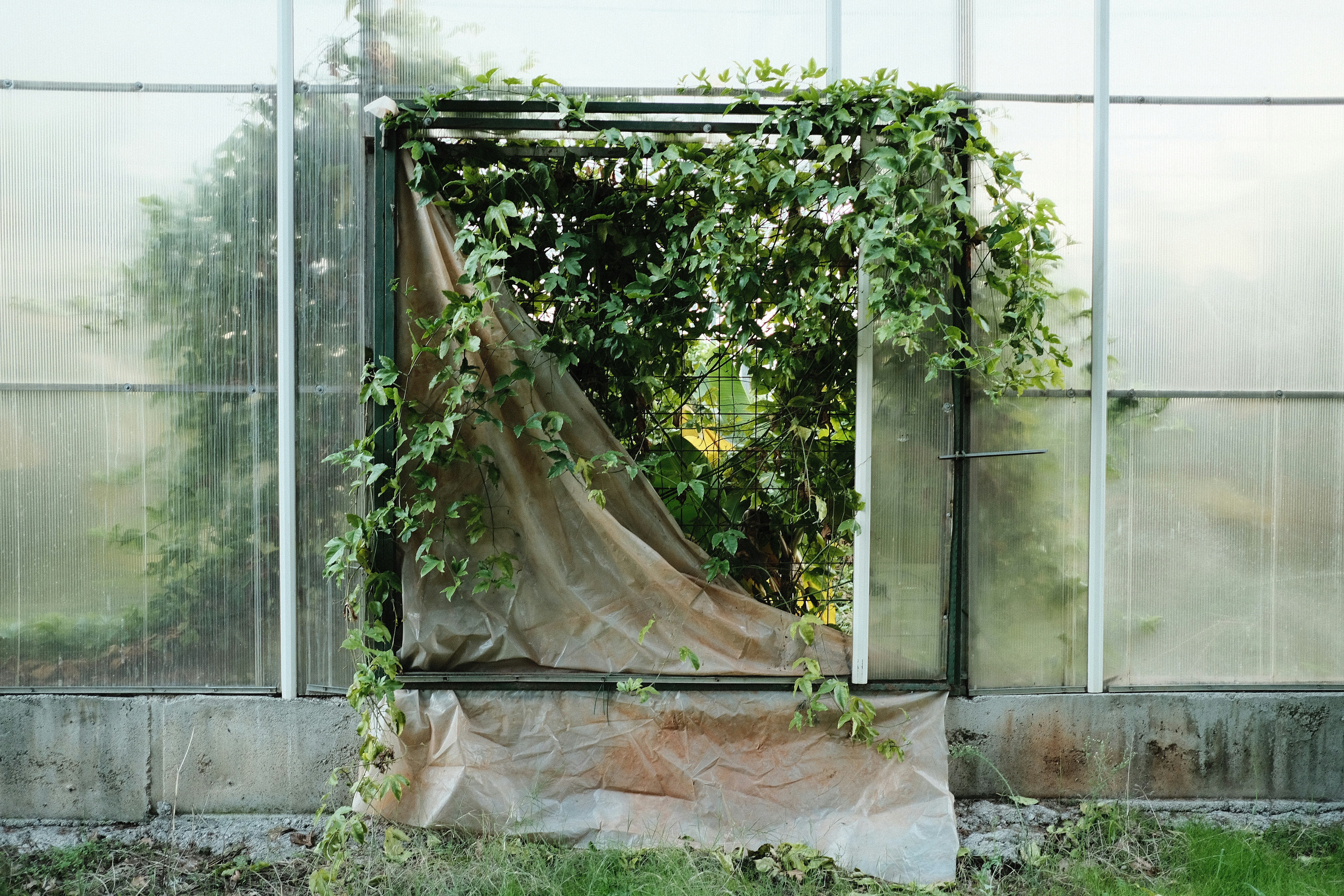 Ivy-Framed Portal Inside a Glasshouse