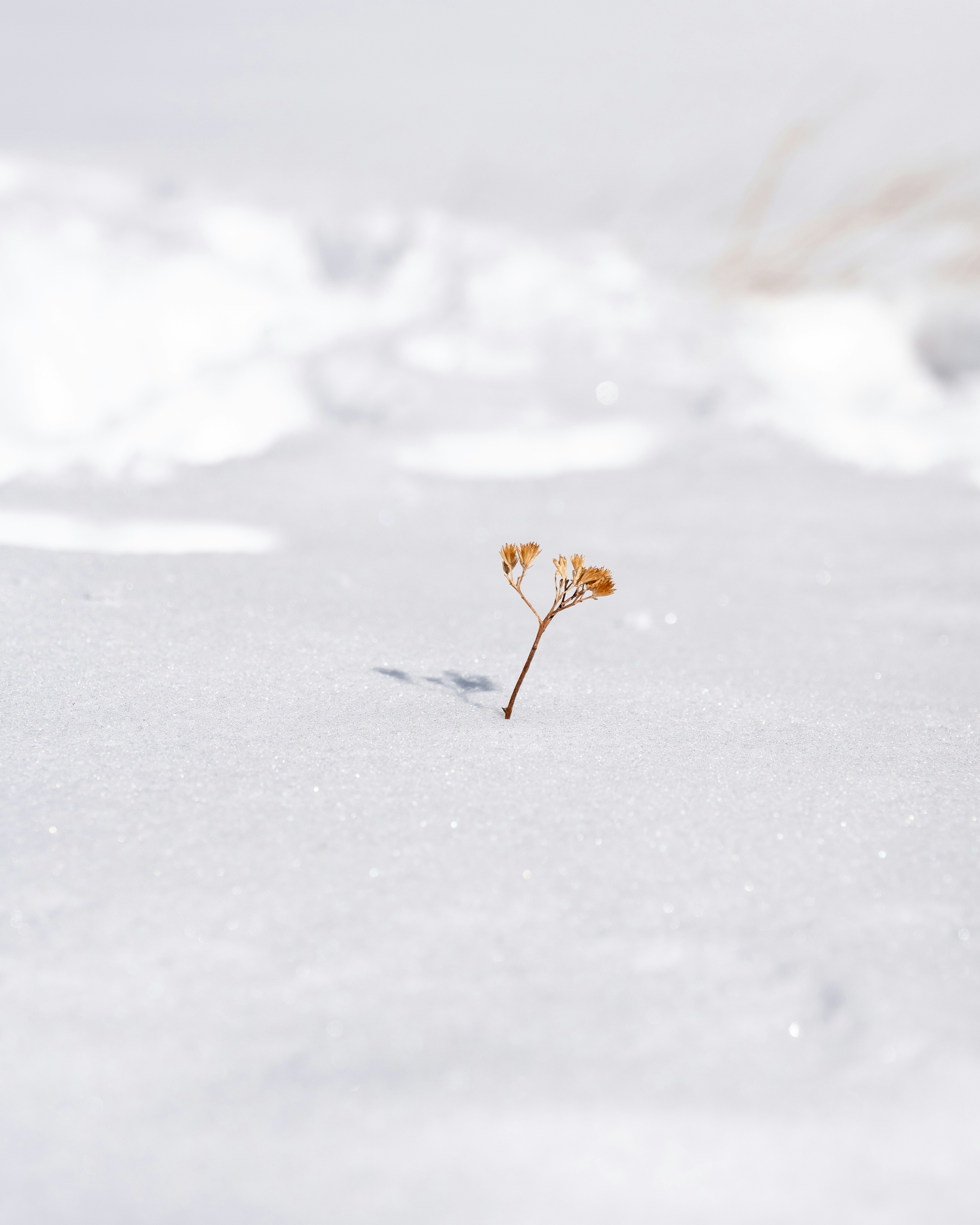 Winter's Quiet Resilience: A Tiny Stem in Snow