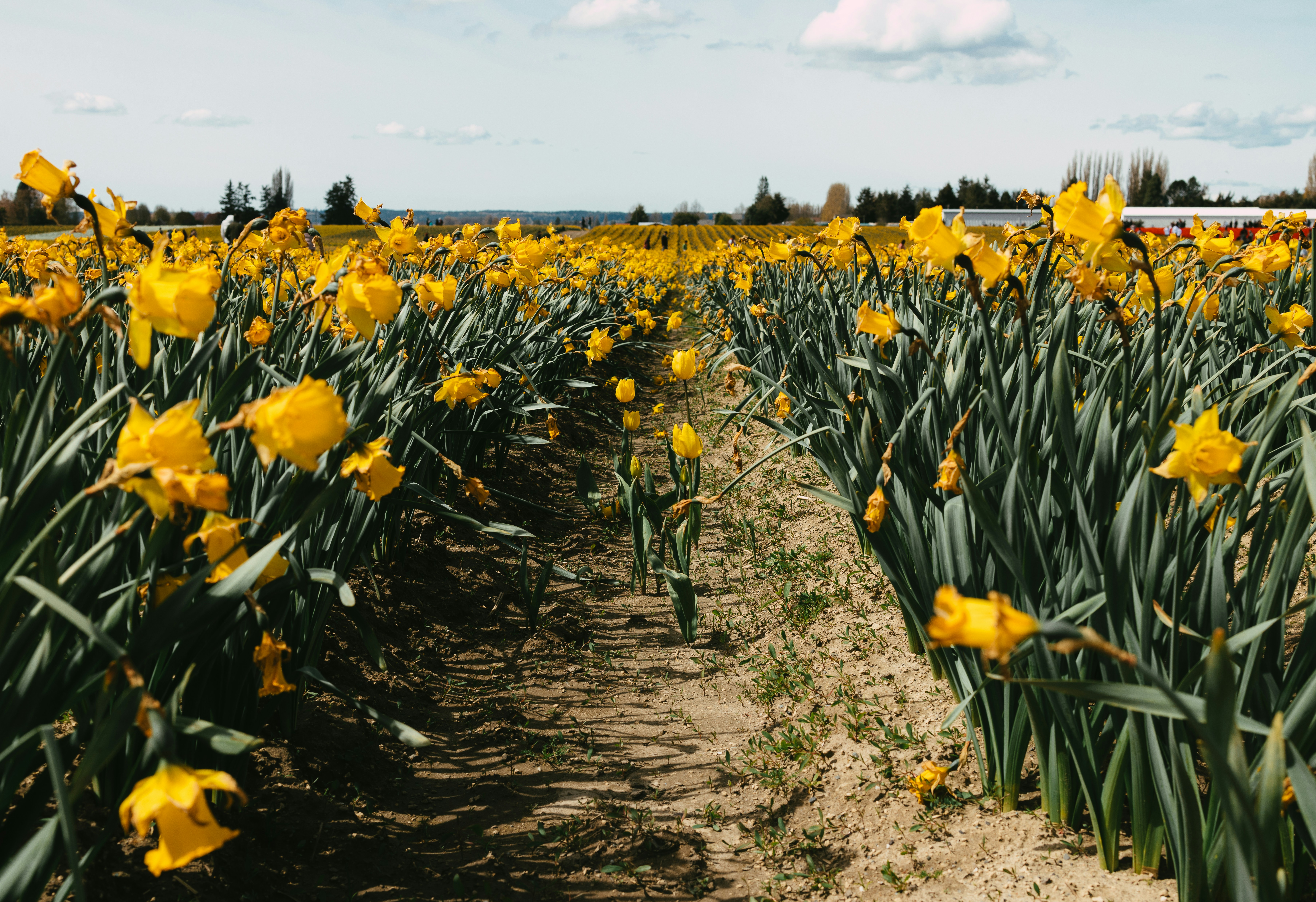 Spring Farm Pictures | Download Free Images on Unsplash