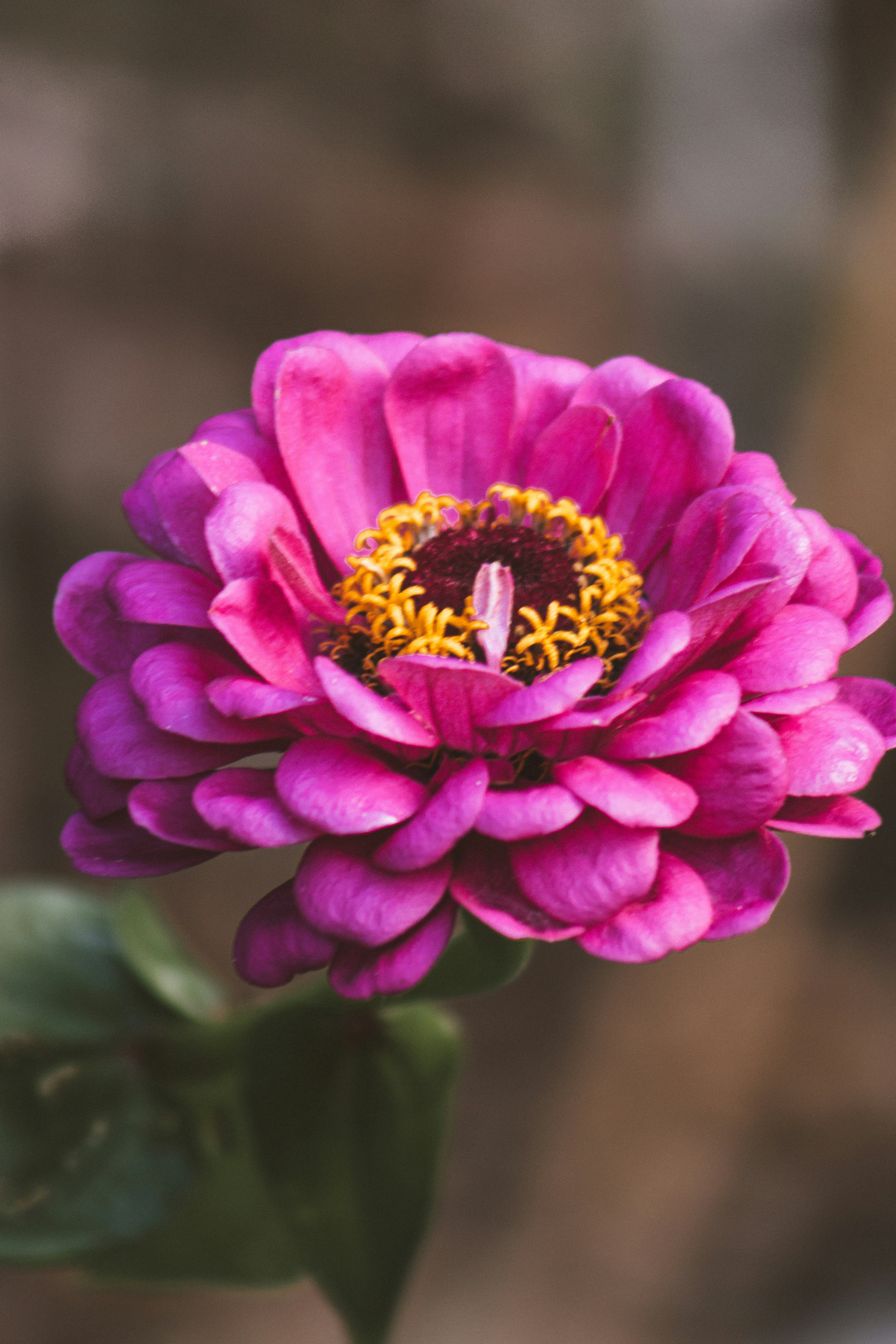Magenta Velvet Bloom: Close-Up on a Quivering Petal Crown