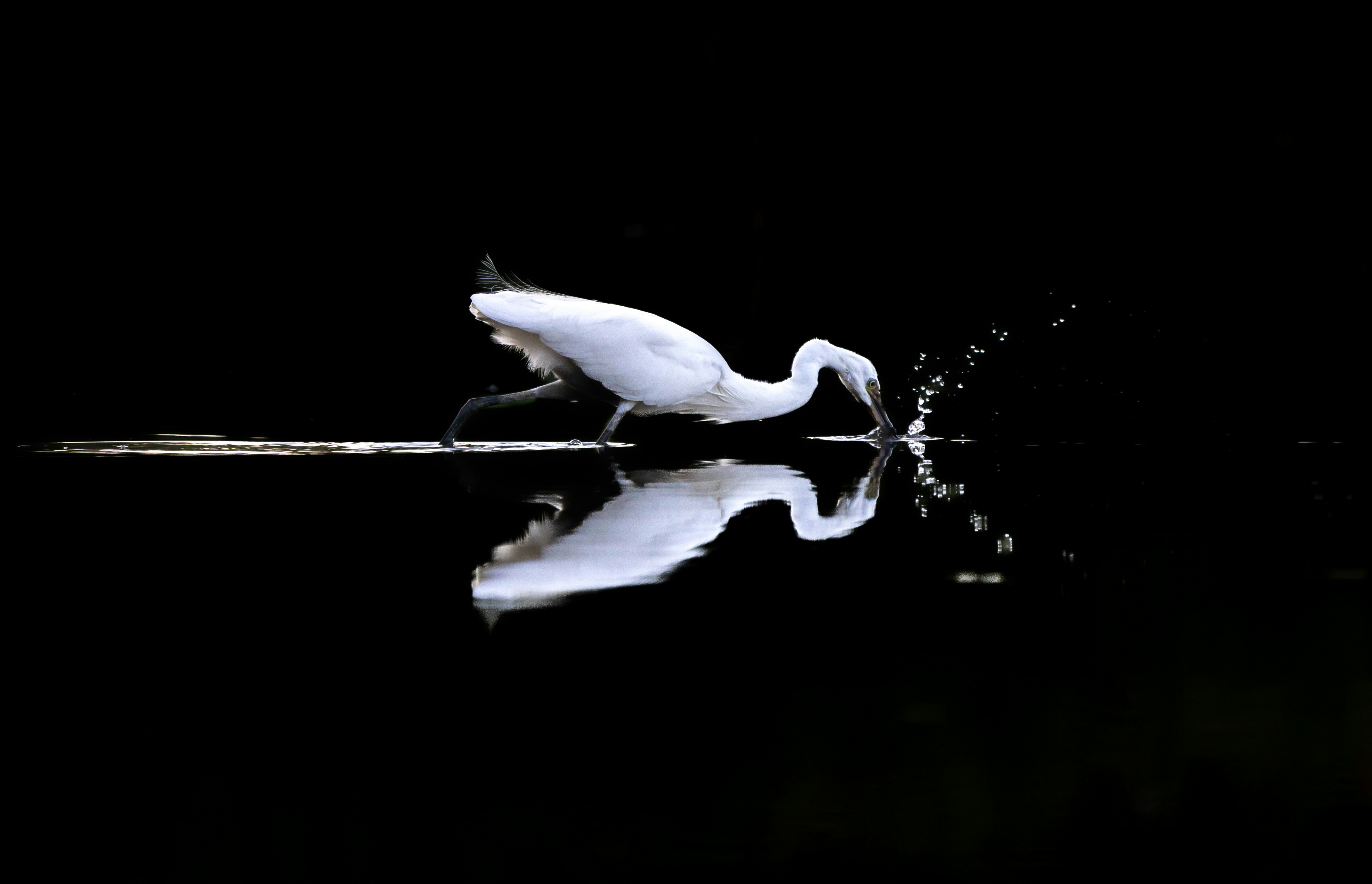 White Heron rifling a moonlit ripple