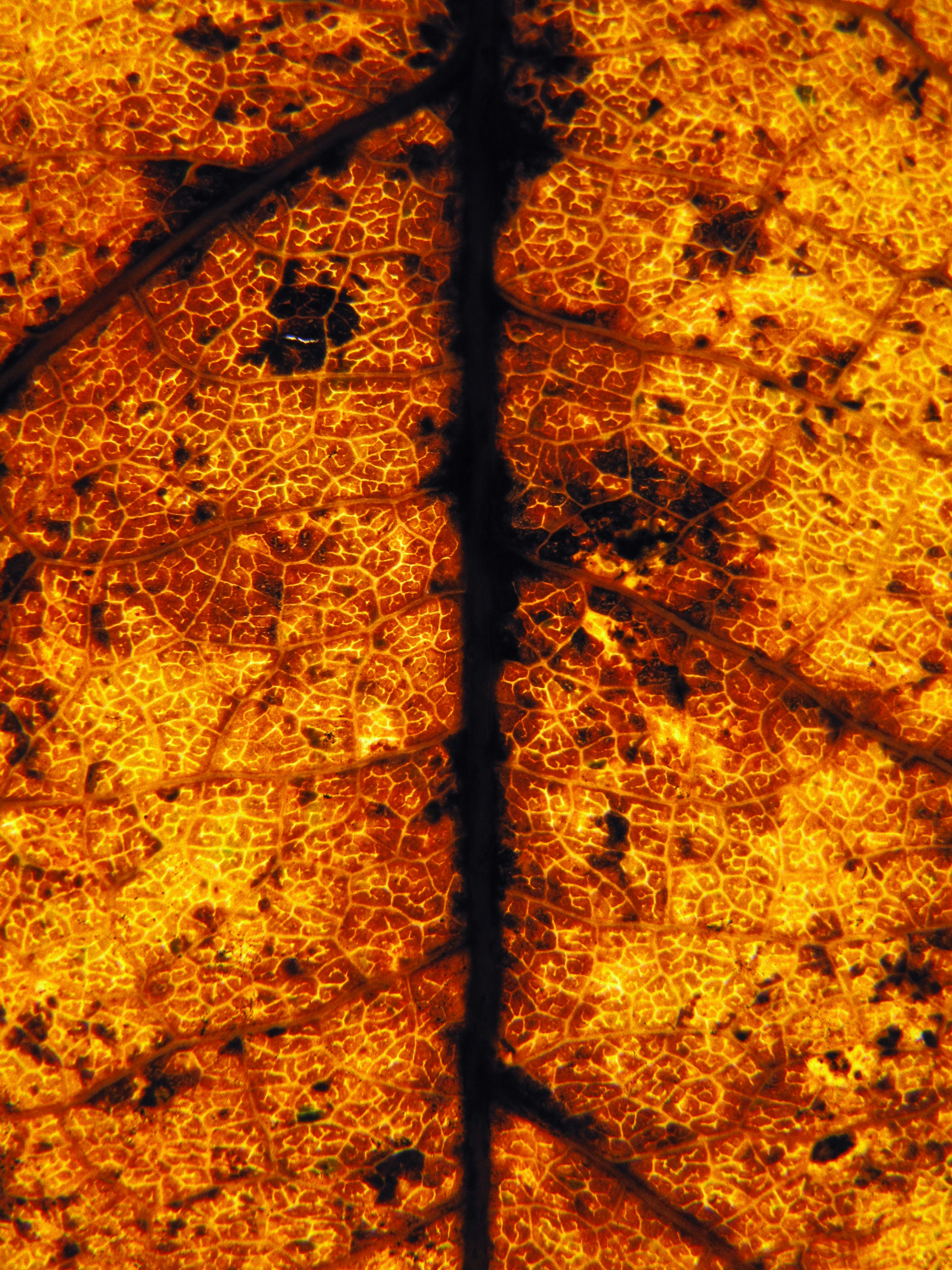 Close-up photograph of an autumn leaf with fiery orange hues and an intricate vein network.