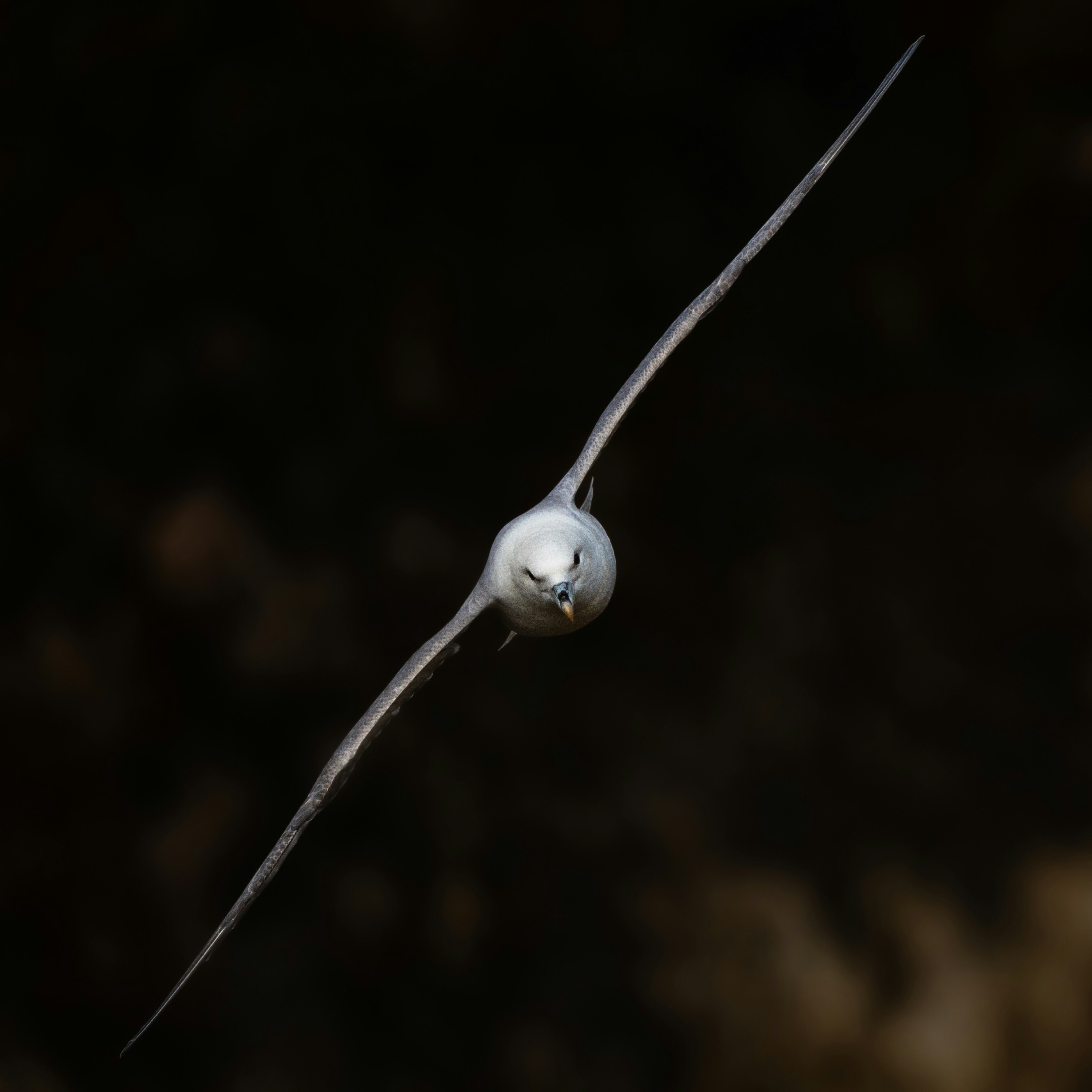 Direct Approach: Seabird in Velvet Darkness